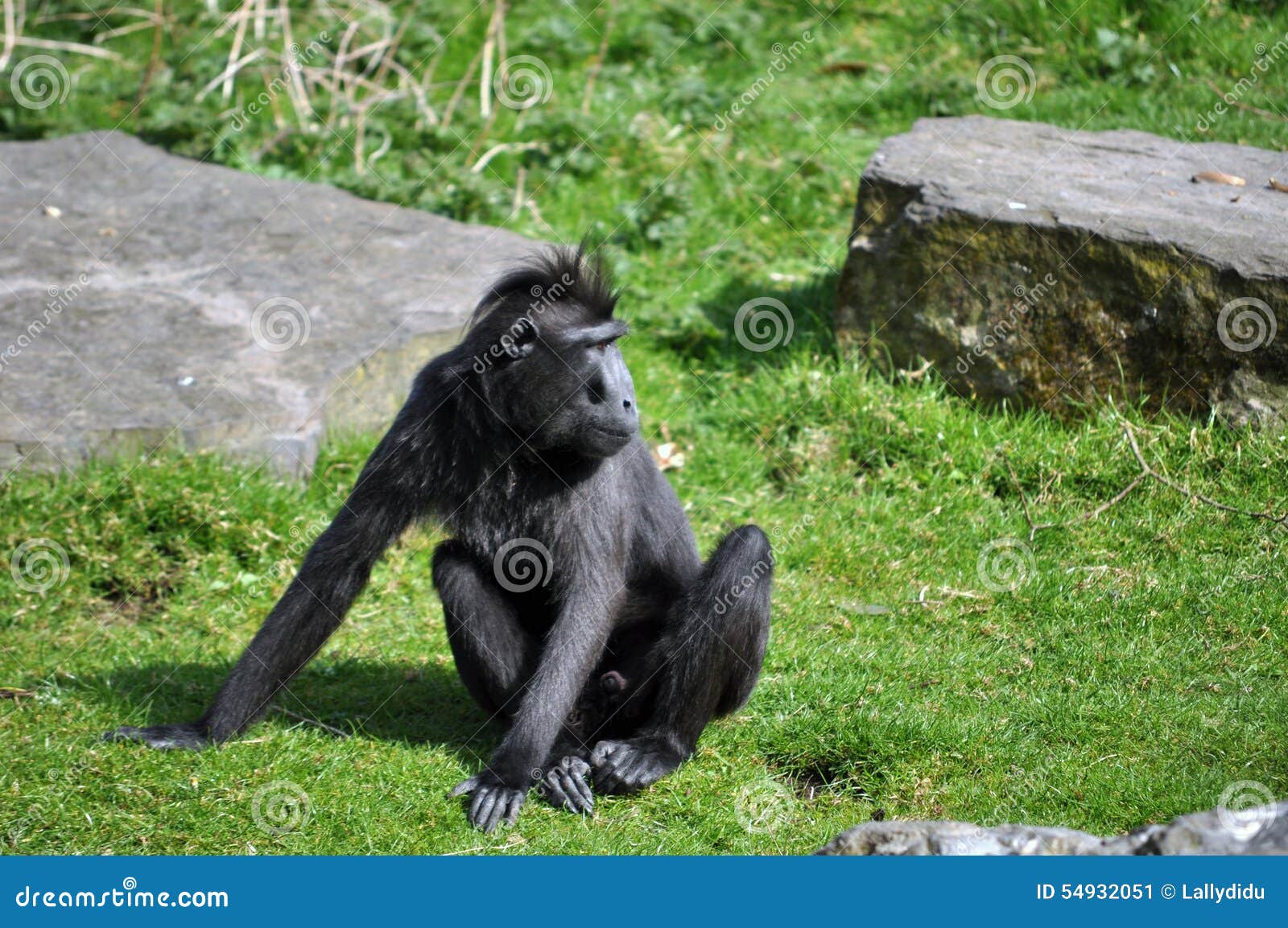 Black monkey stock image. Image of green, moon, desert - 54932051
