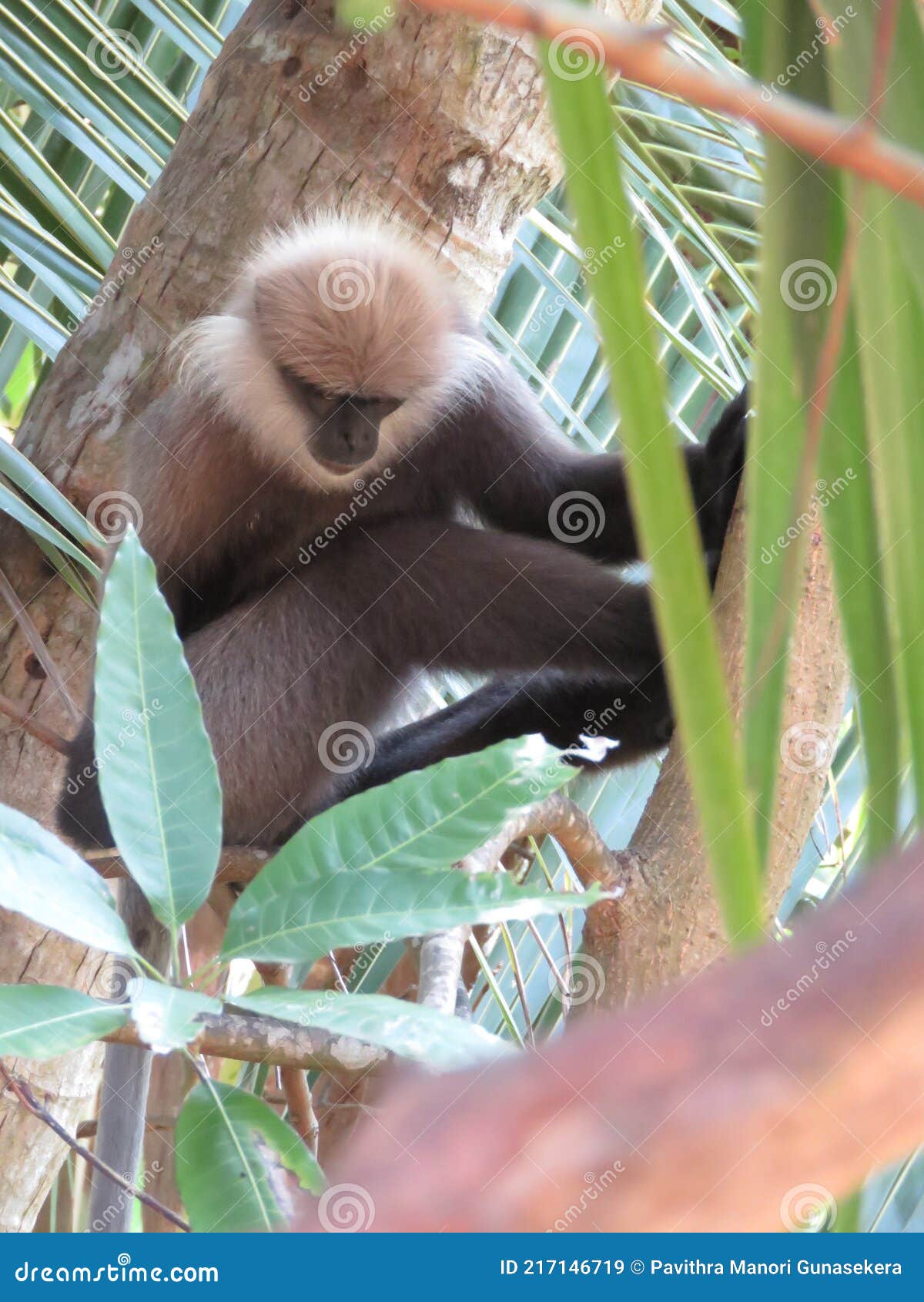 Black Monkey on a Mango Tree Branch Stock Image - Image of black ...