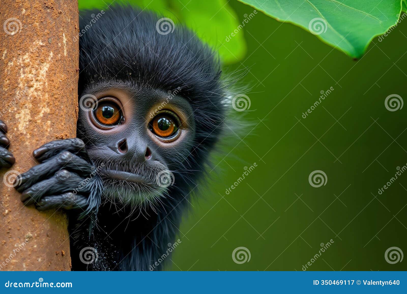 A Small Monkey Peeking Out from Behind a Tree Stock Image - Image of ...