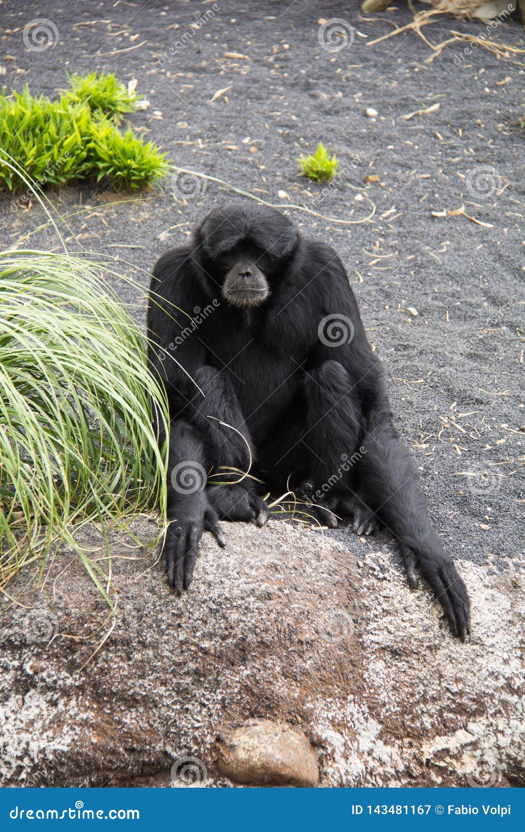 Black monkey stock image. Image of face, green, animal - 143481167