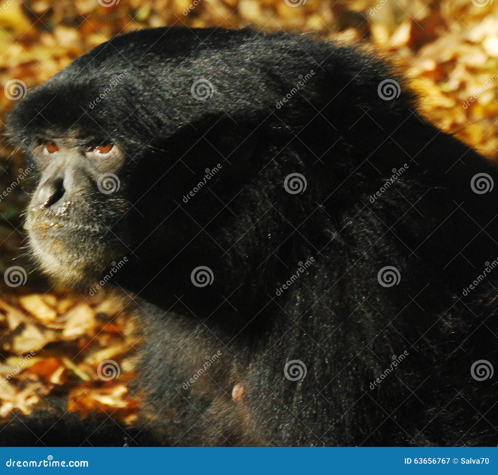 Black monkey stock image. Image of national, black, biology - 63656767