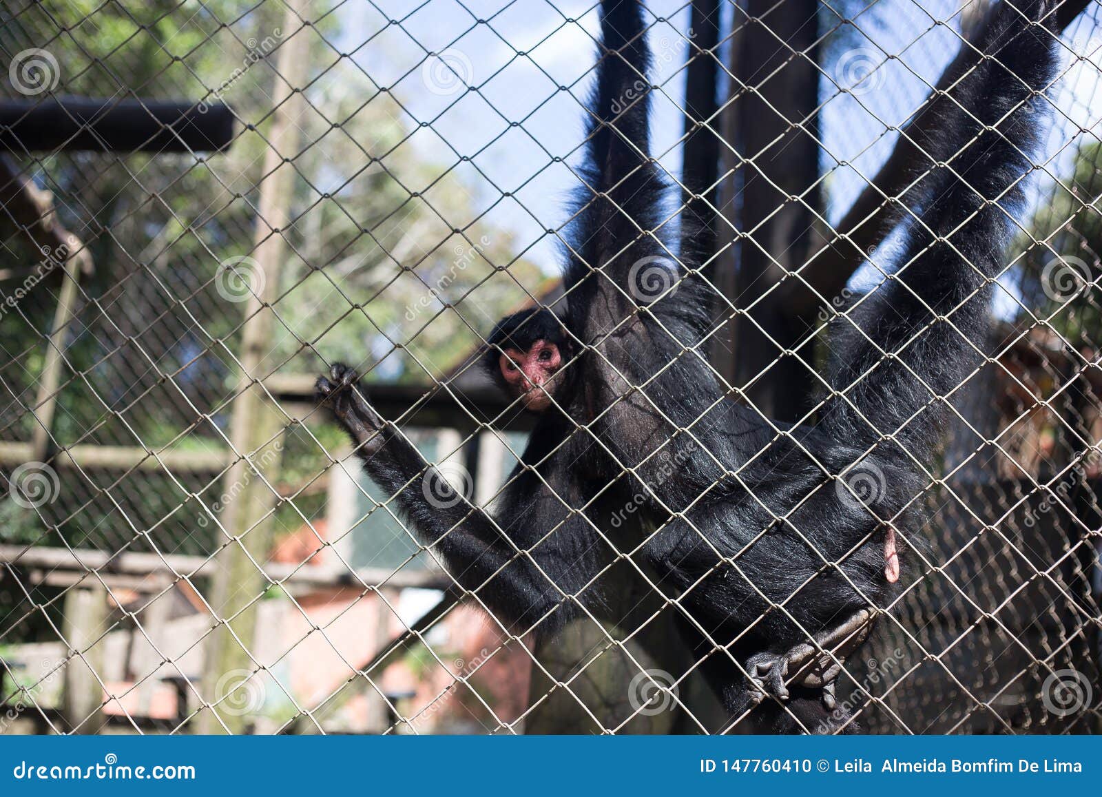 A Black Monkey in the Cage. Stock Photo - Image of wild, nature: 147760410