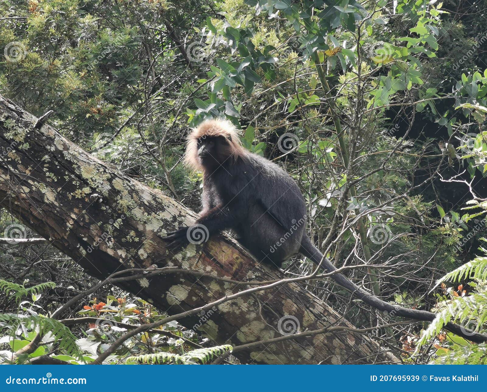 Nilgiri Langur - Trachypithecus Johnii Sitting On A Tree Branch With ...