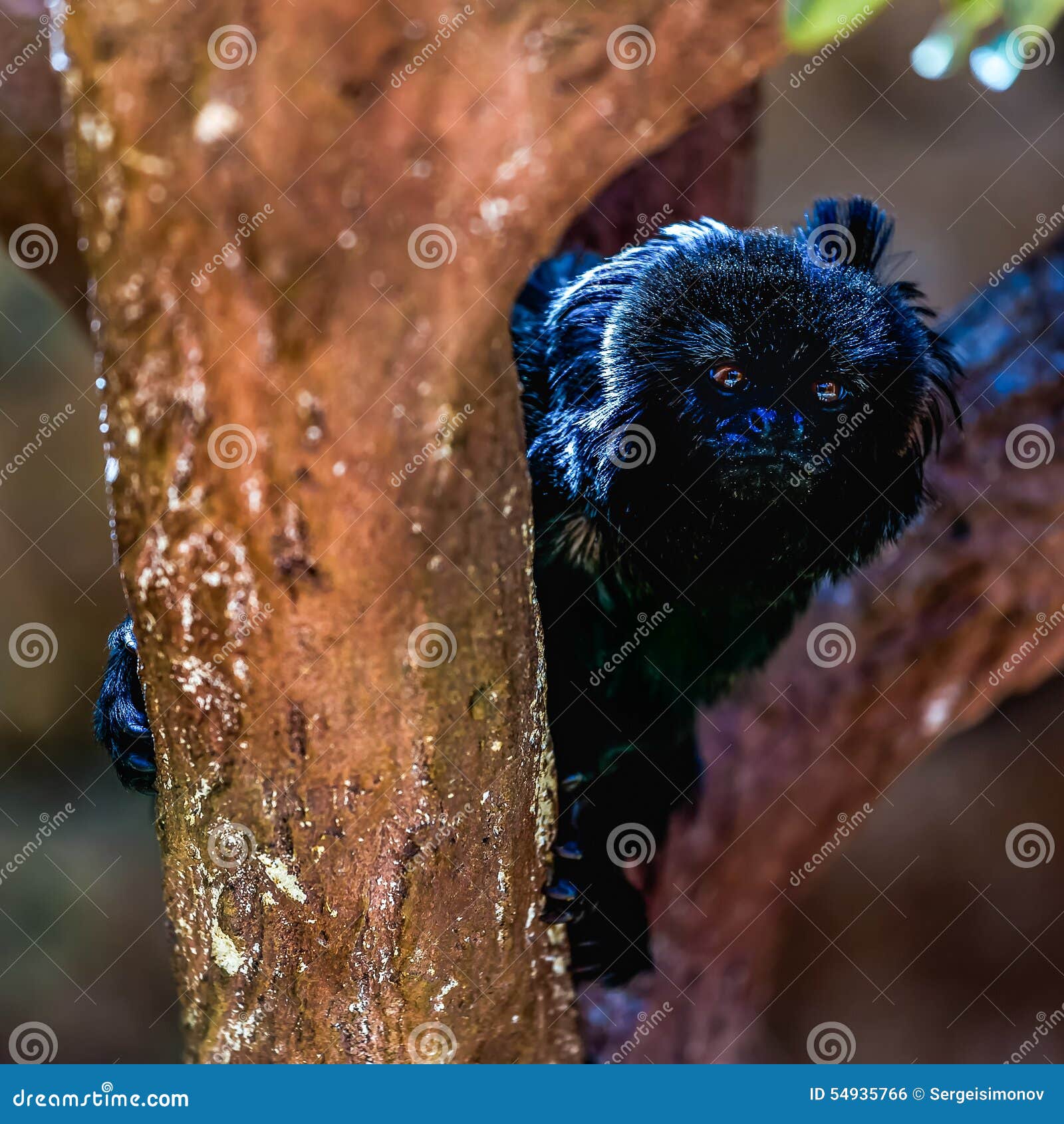 Black monkey on tree stock photo. Image of marmoset, jocko - 54935766
