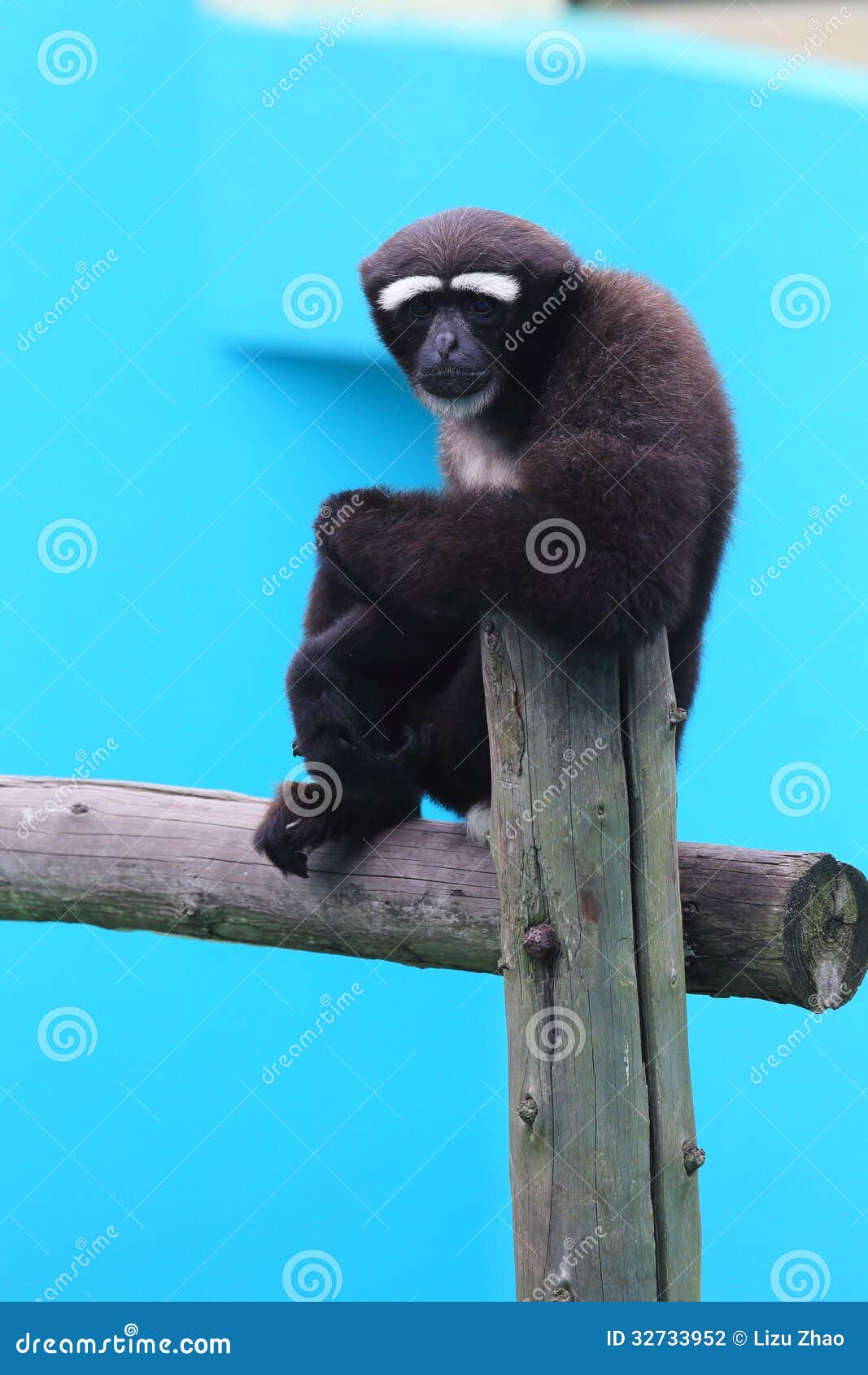 Black Monkey with White Eyebrows Stock Photo - Image of forest, jungle ...