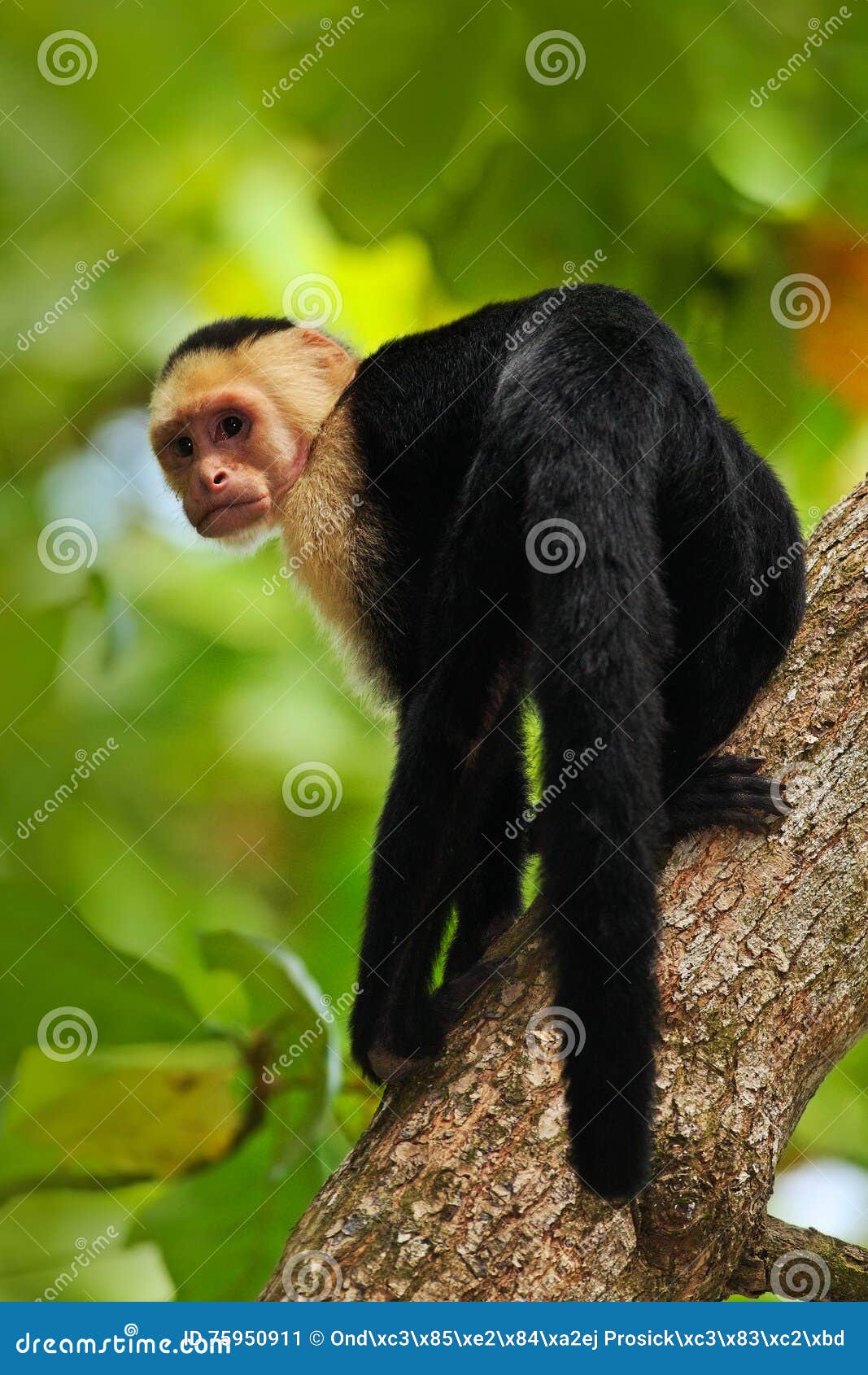 Black Monkey White-headed Capuchin Sitting On The Tree Branch In The ...