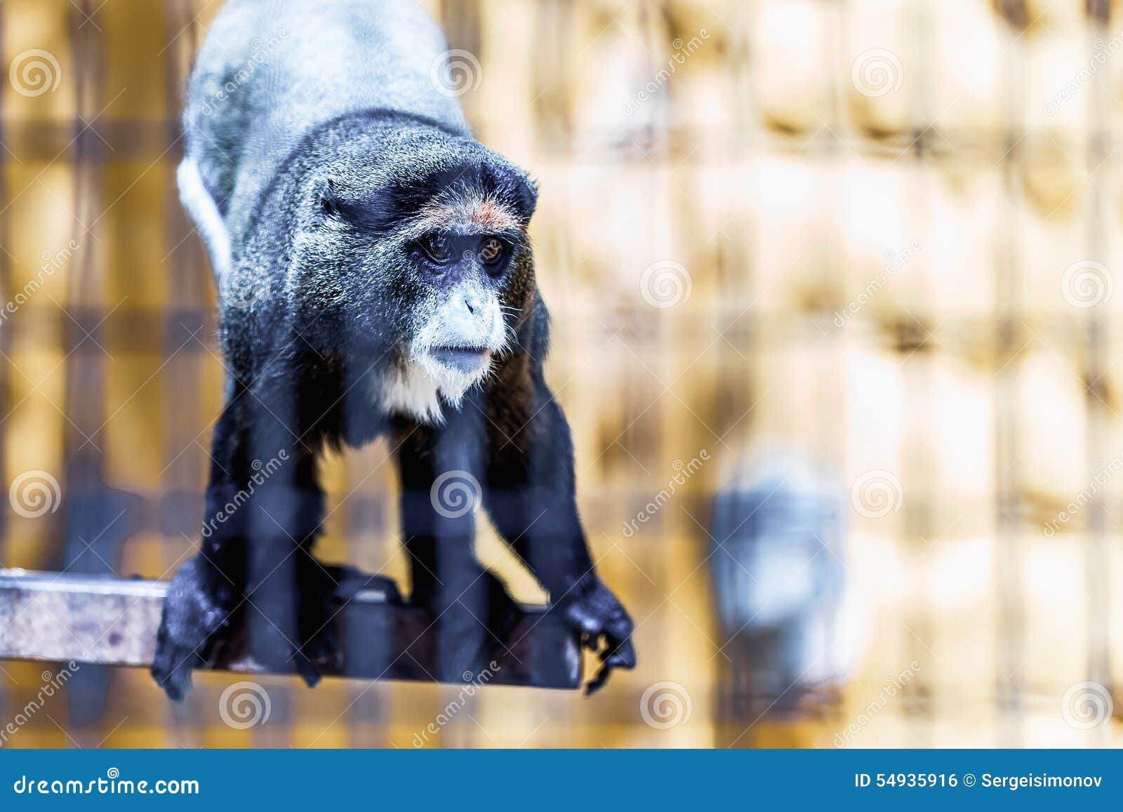 Black monkey in zoo cell stock photo. Image of animal - 54935916