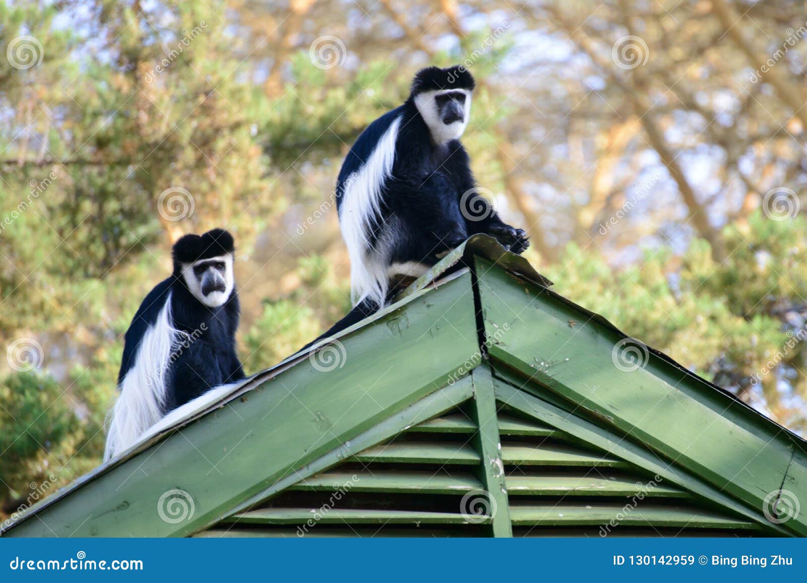 Black Monkeys with White Face Stock Image - Image of ridge, colobus ...