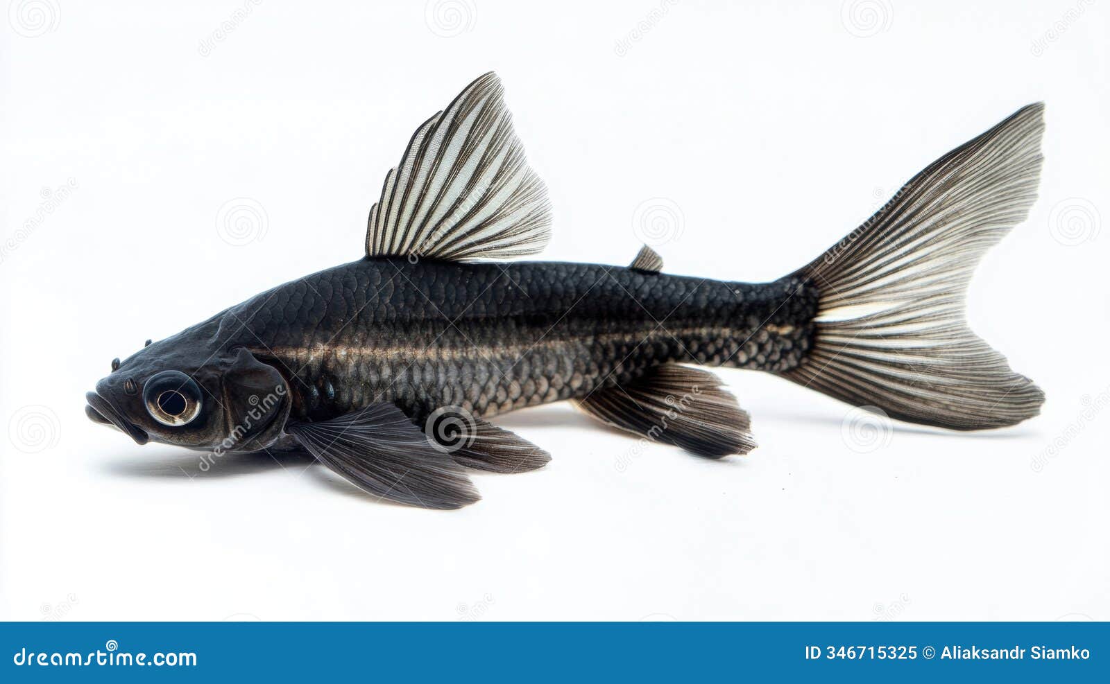 Black Moor Fish on a Plain White Backdrop for Aquatic Design Stock ...