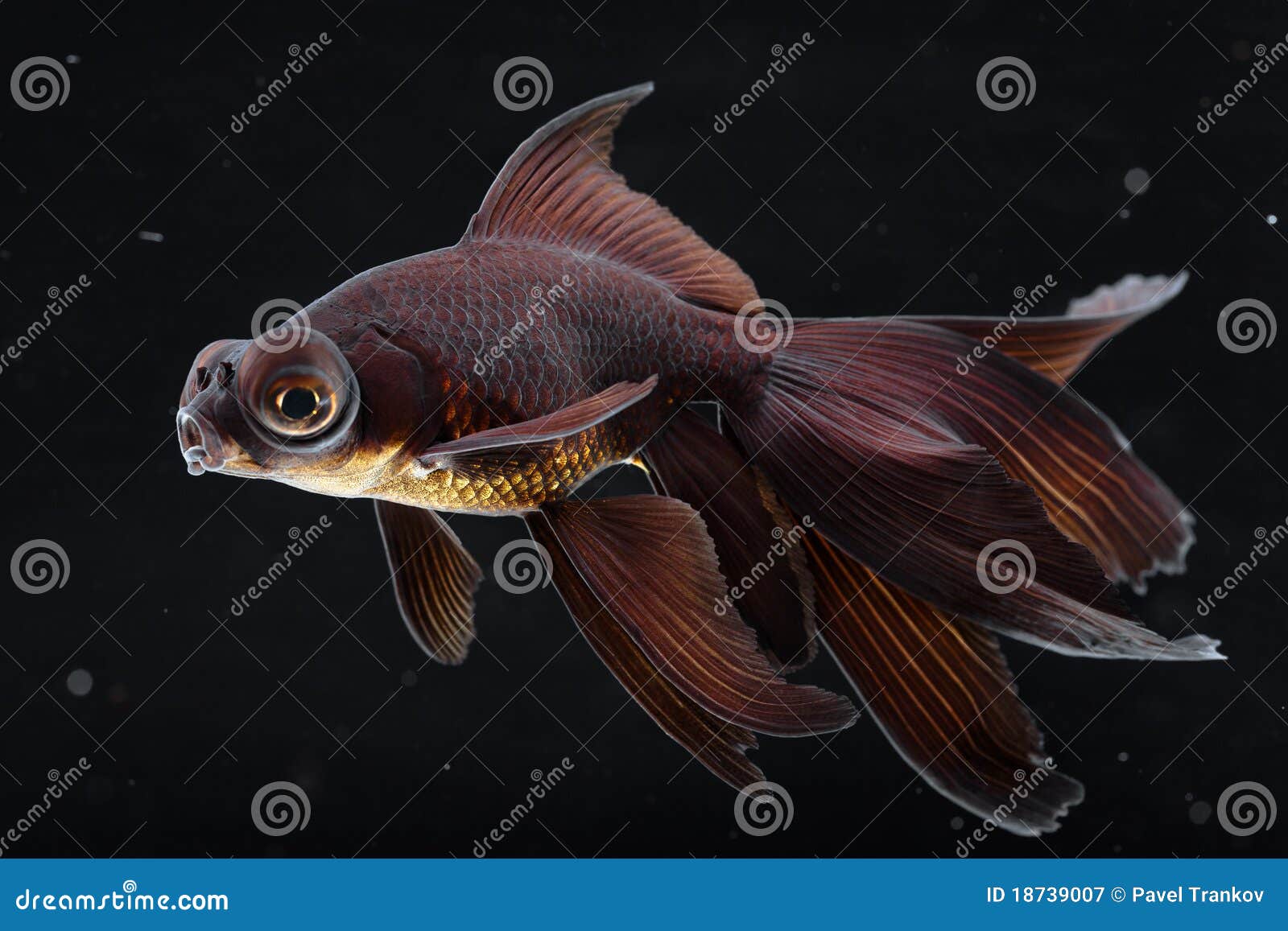 Black moor goldfish stock image. Image of black, pets - 18739007