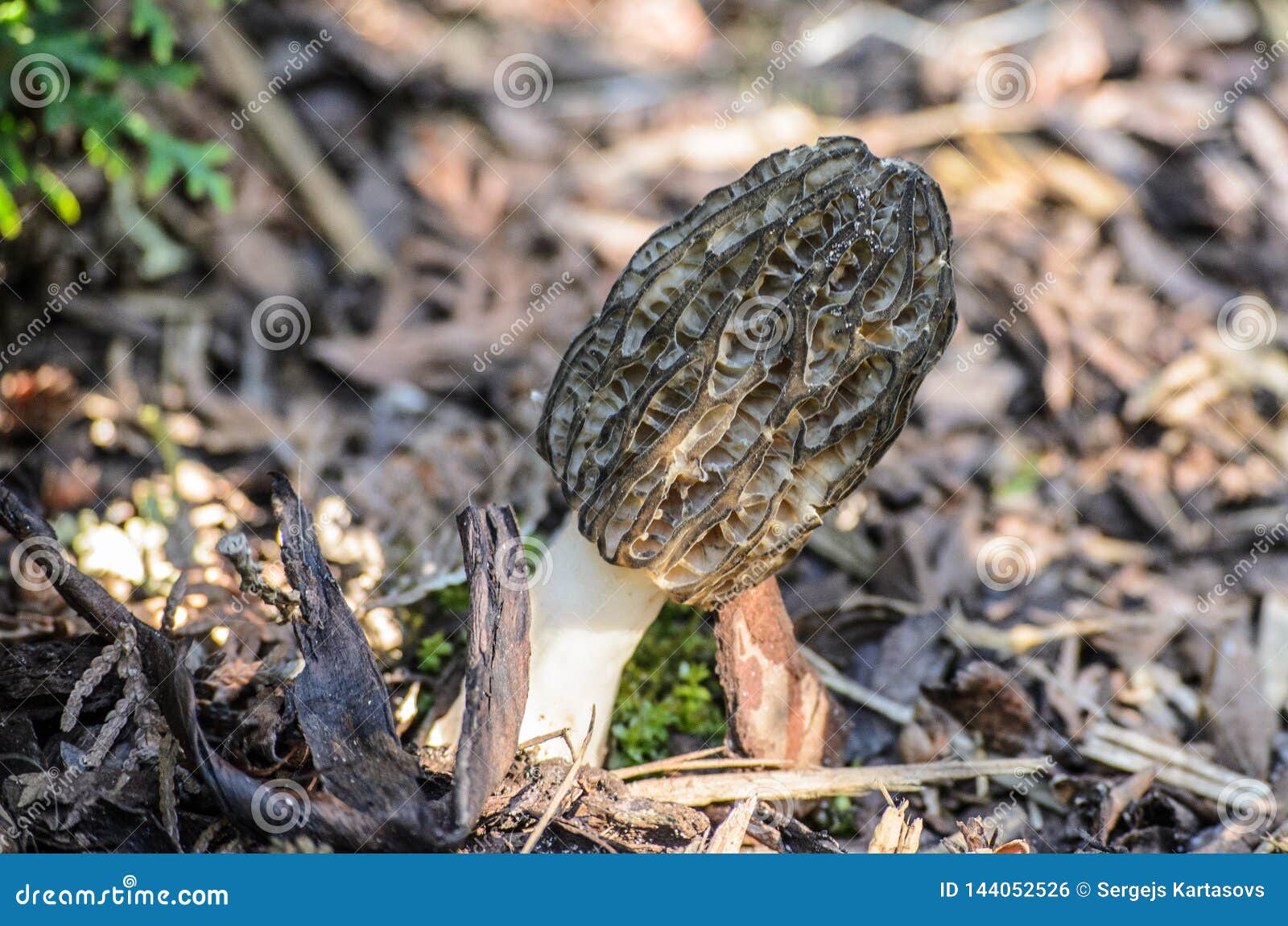 Black Morel or Morchella Conica Stock Photo - Image of fungi, morchella ...