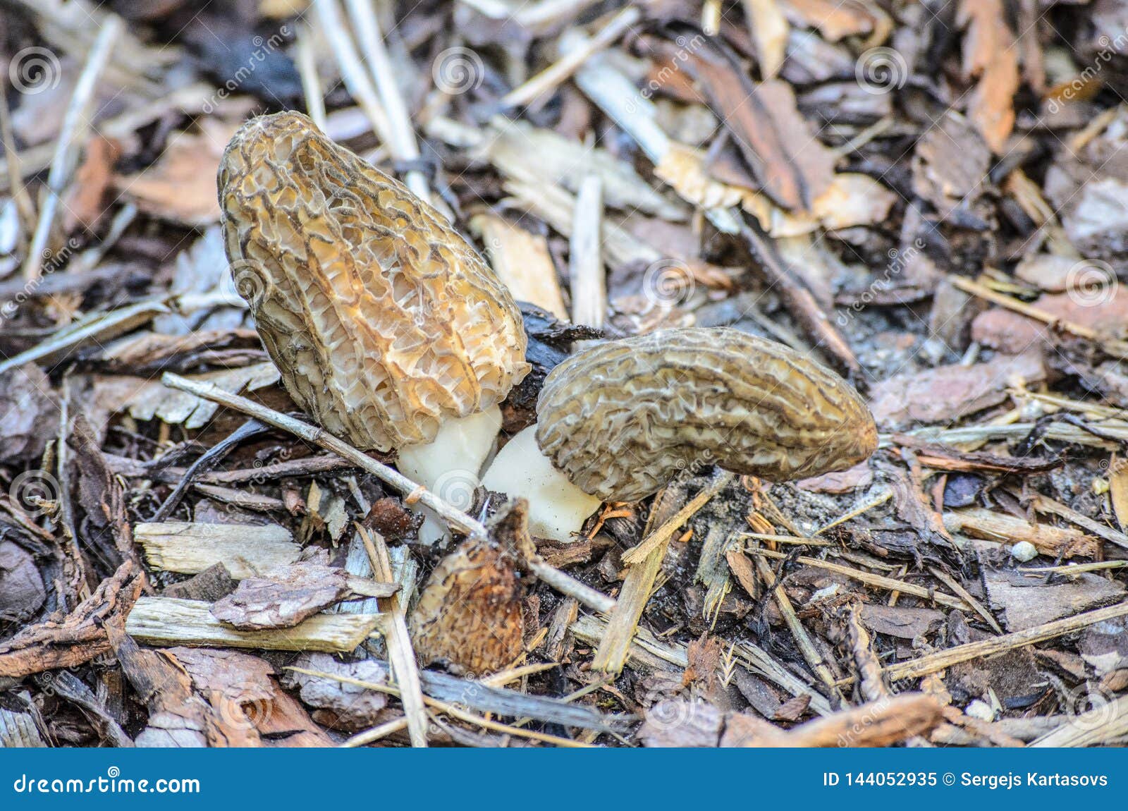 Black Morel or Morchella Conica Stock Image - Image of mushrooms ...