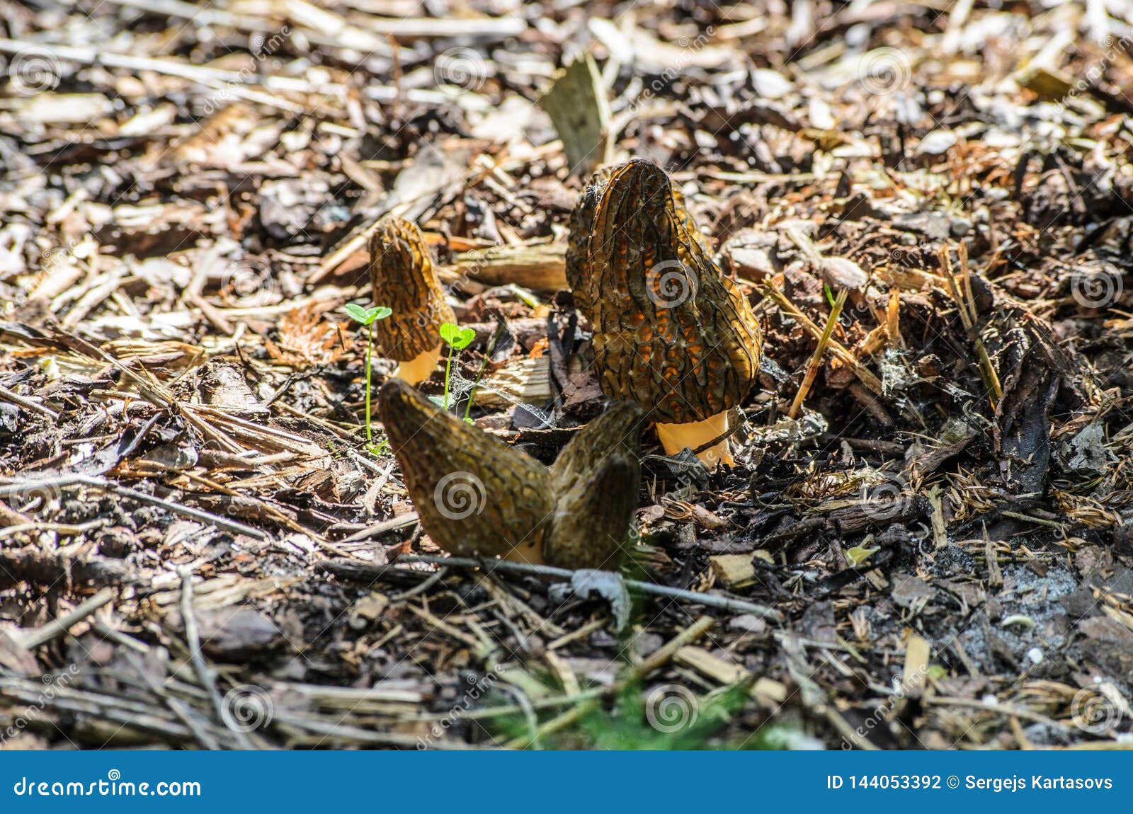 Black Morel or Morchella Conica Stock Photo - Image of morel, fresh ...