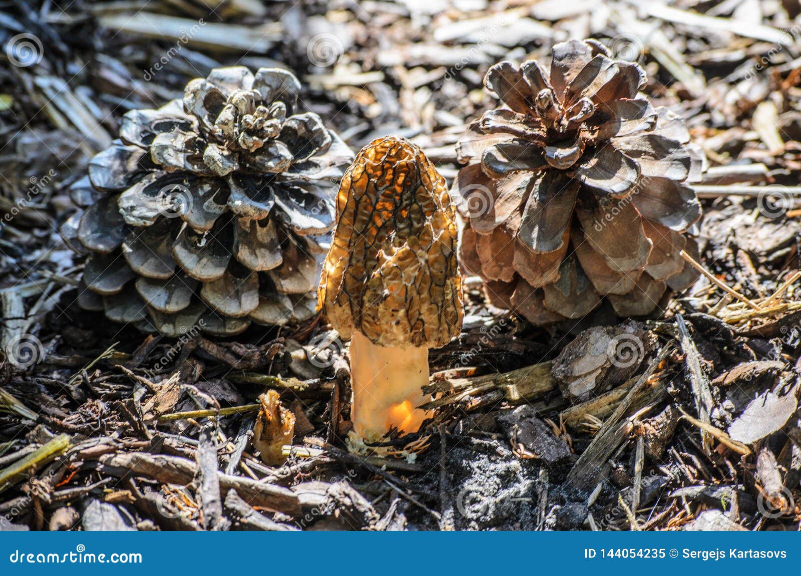 Black Morel or Morchella Conica and Pine Cones Stock Image - Image of ...