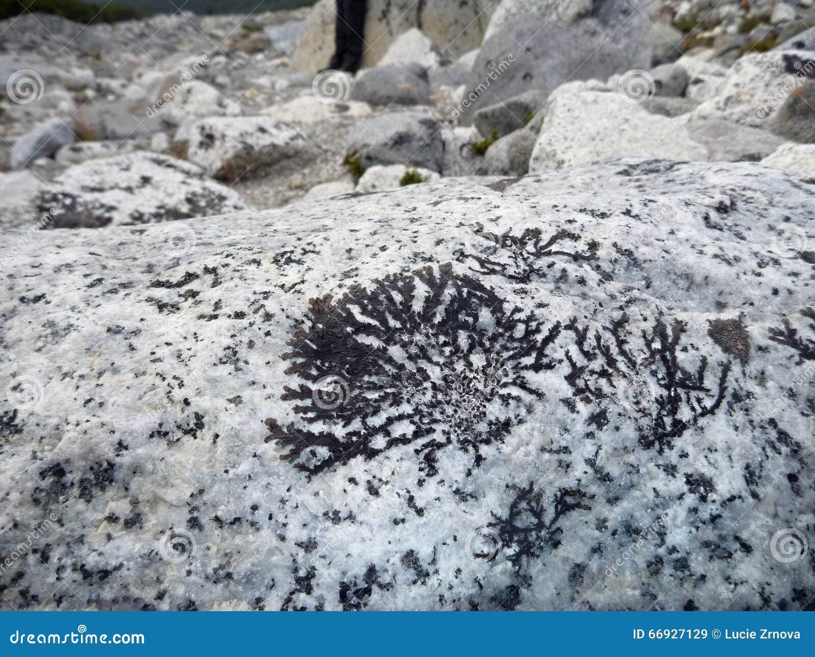 Black Moss with Plant Shape on a Grey Stone Stock Image - Image of ...