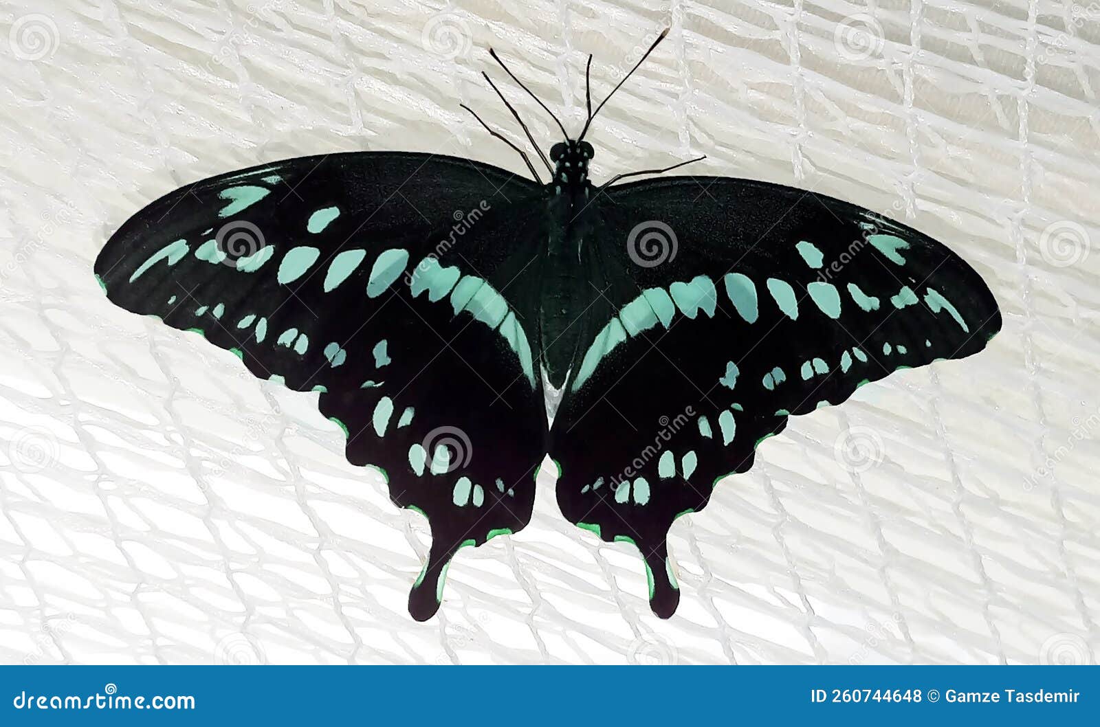 Moth On White Background. Camouflaged Insect That Looks Like A Bird ...