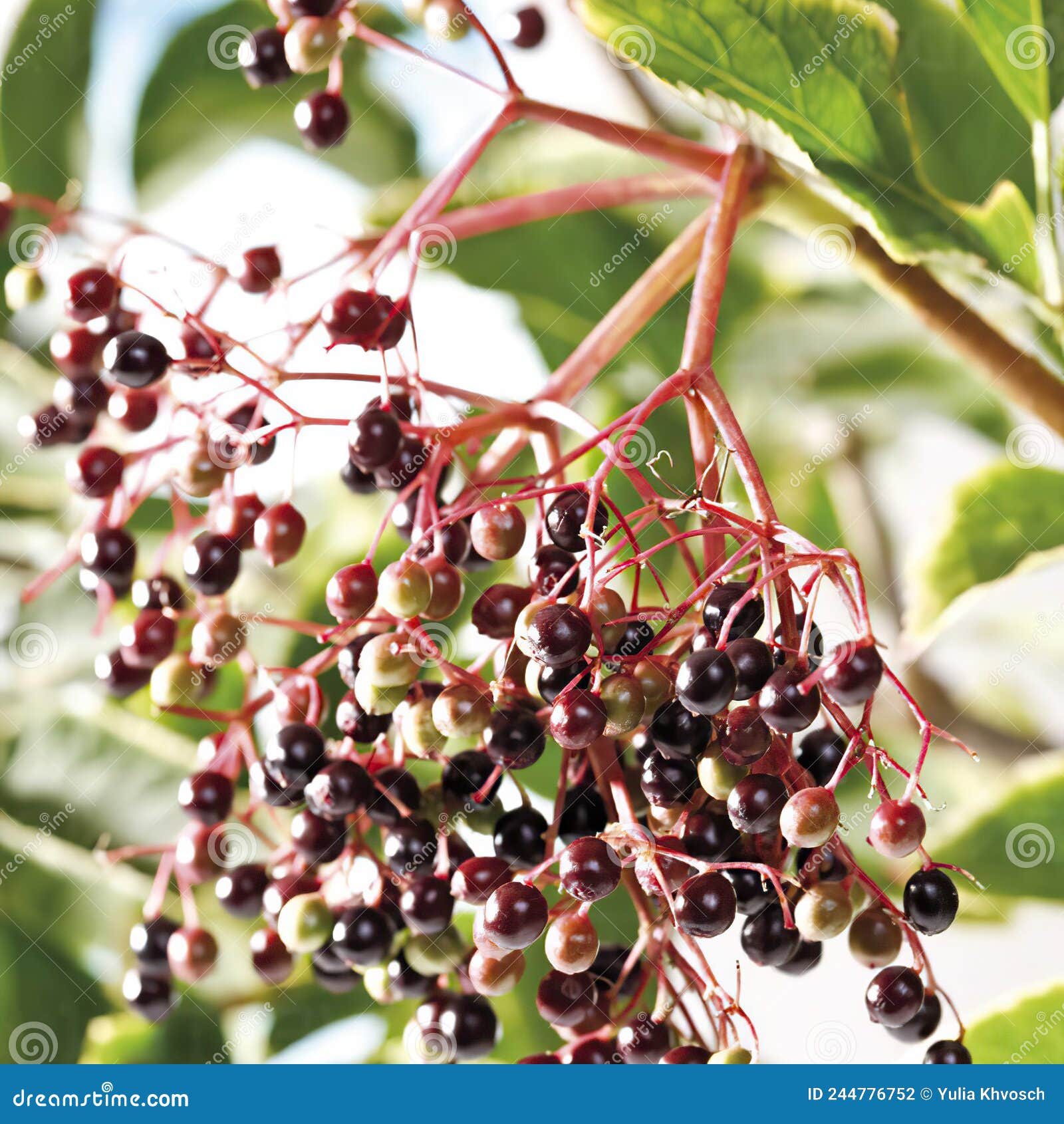Black Mountain Ash Branch, Close Up. Stock Photo - Image of plant ...