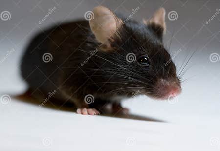 Black mouse stock photo. Image of rodent, research, genetics - 22305808
