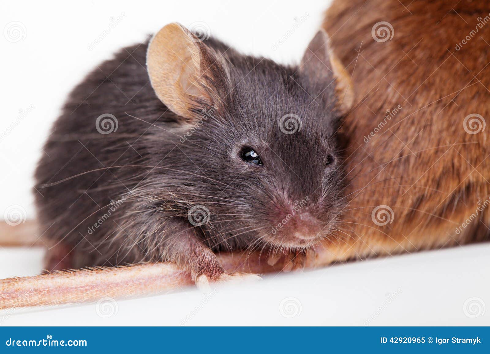 Black mouse stock image. Image of fuzzy, sitting, hairy - 42920965