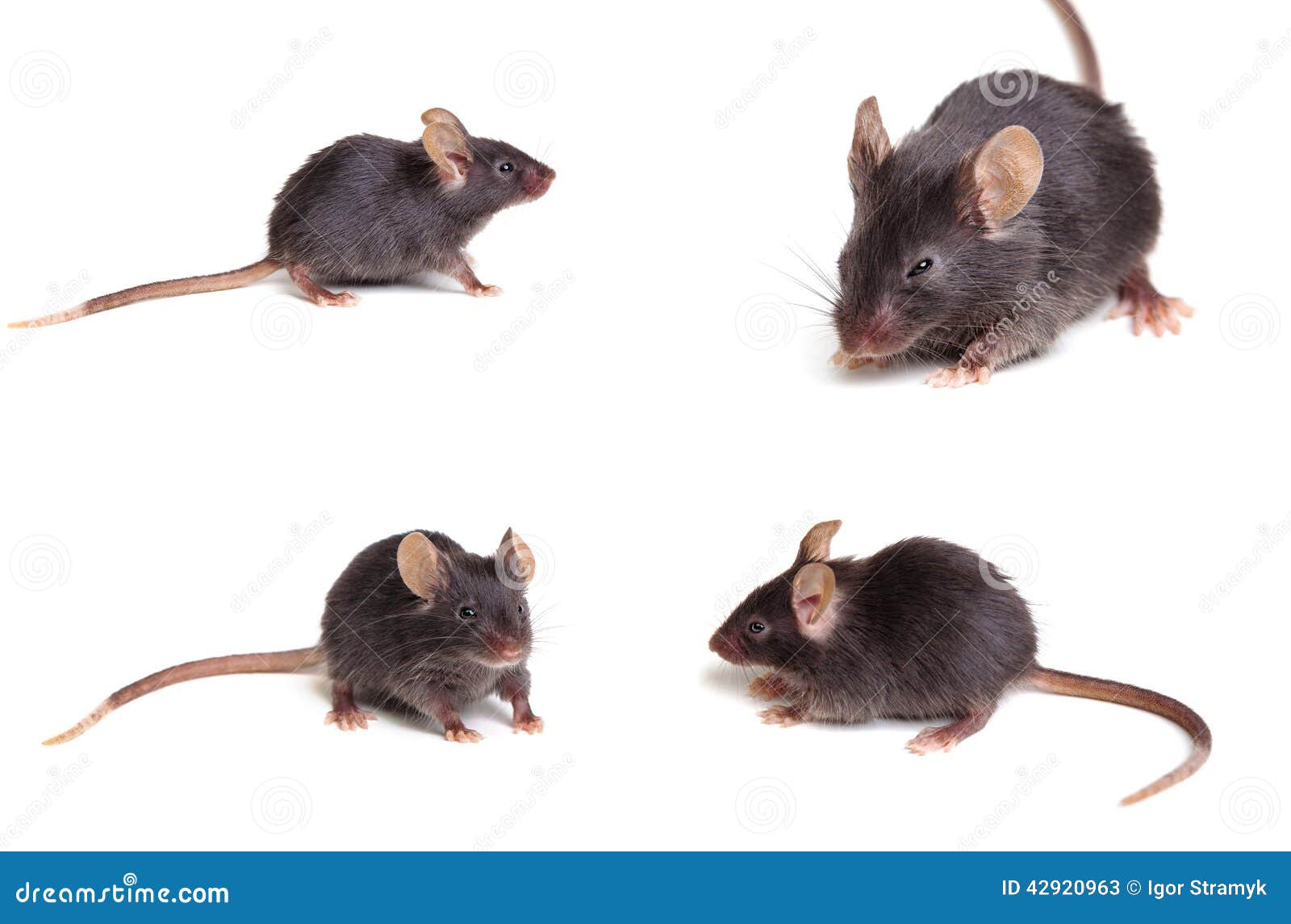 Black Mouse Animal