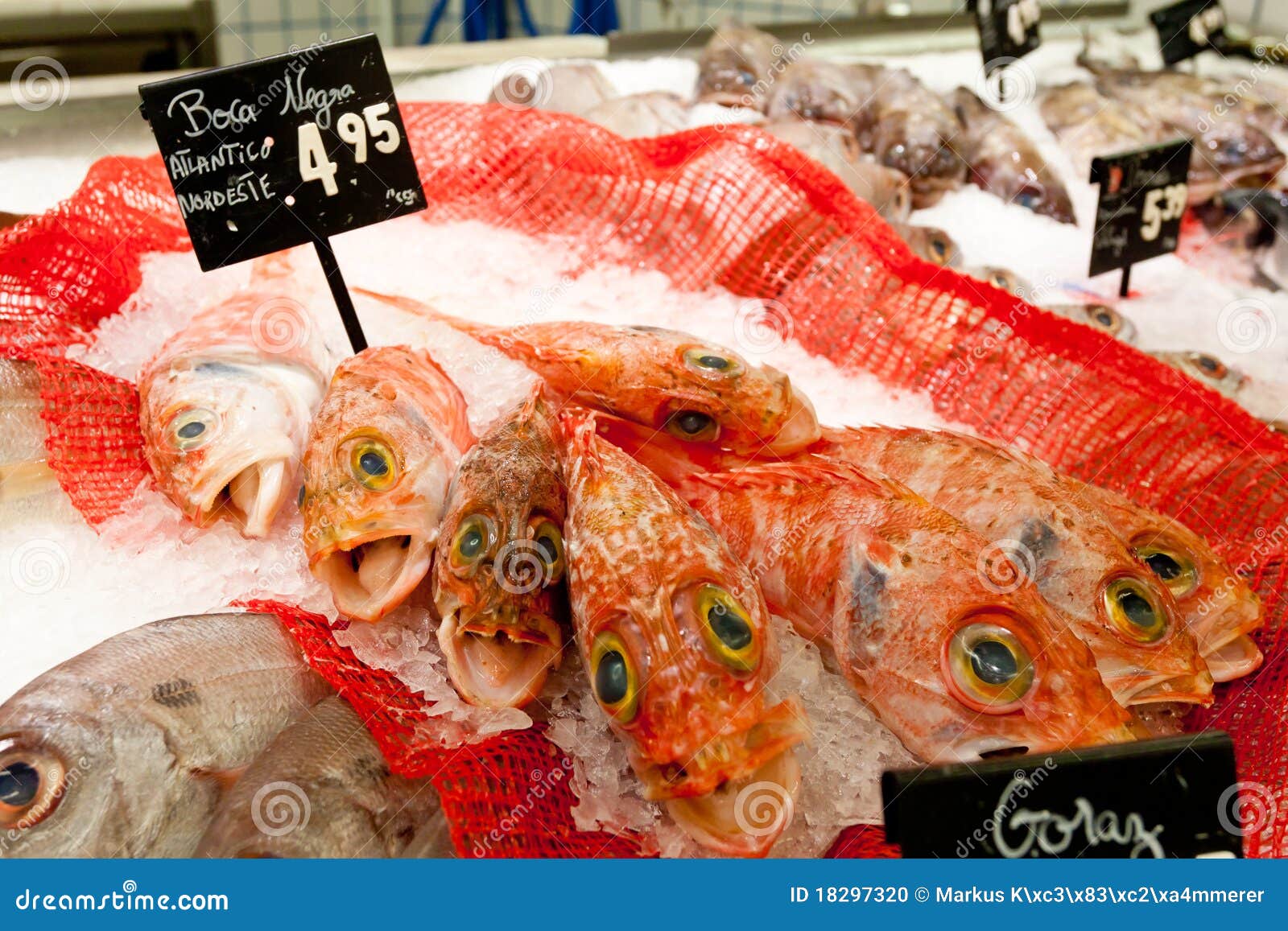 Black mouth fish stock photo. Image of dactylopterus - 18297320