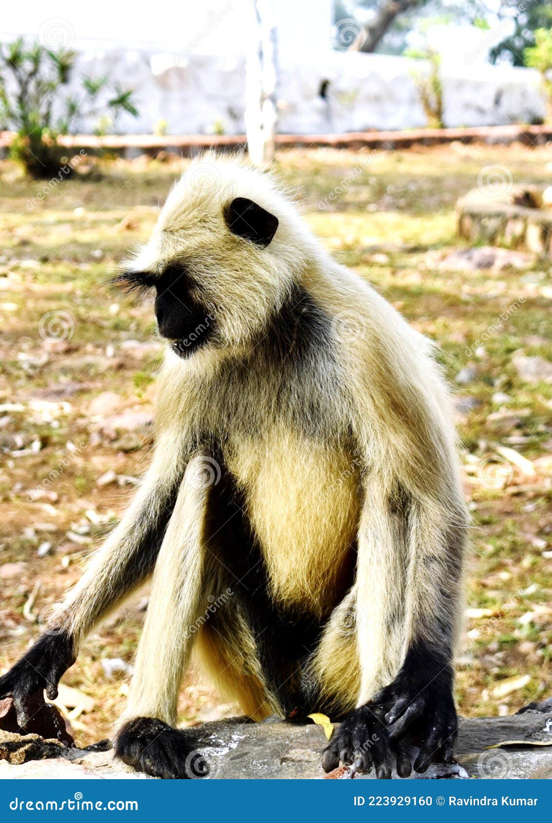 A black mouth monkey stock photo. Image of monkey, wildlife - 223929160