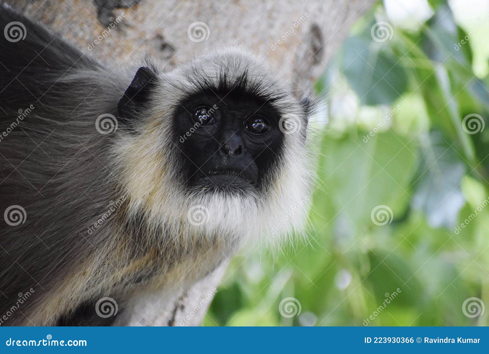 A black mouth monkey stock photo. Image of black, monkey - 223930366