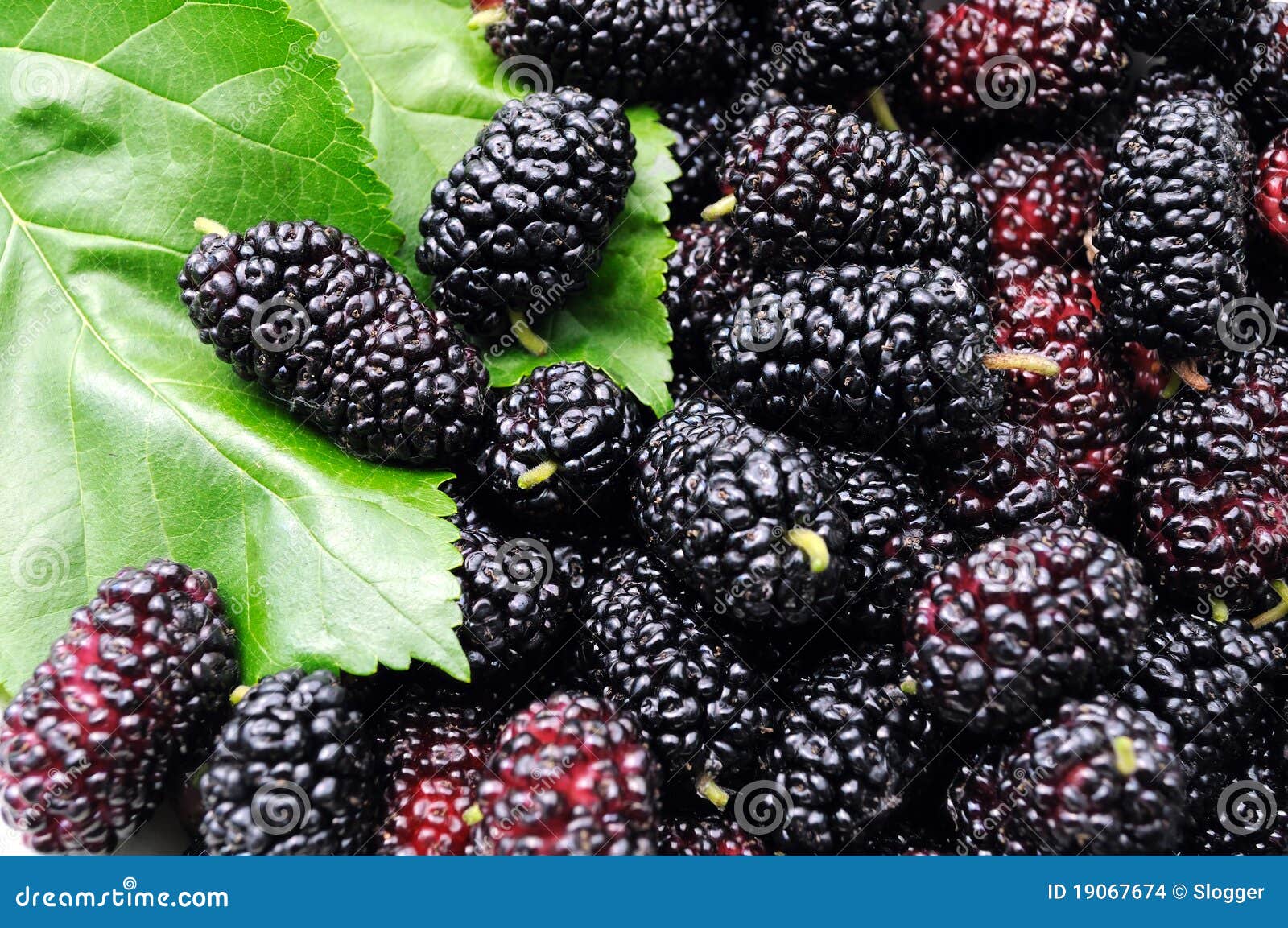 Black mulberry stock photo. Image of group, fruit, organic - 19067674