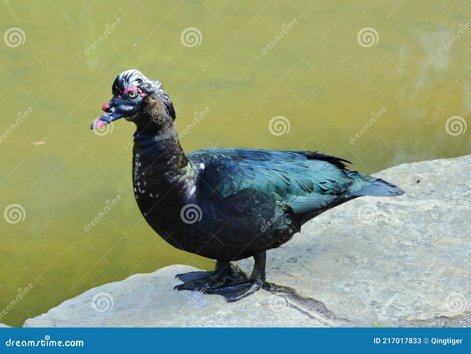 Black Muscovy Duck Near the Pound. Stock Image - Image of duck, black ...