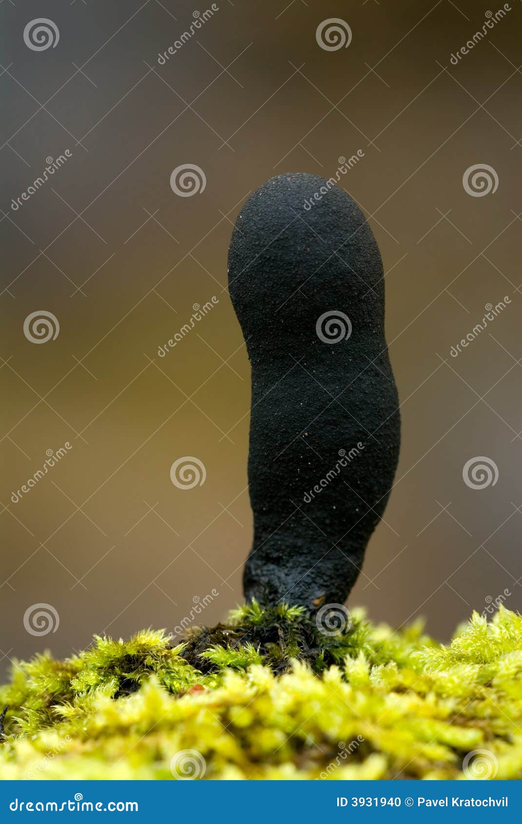 Black Mushroom Royalty-Free Stock Image | CartoonDealer.com #22851514