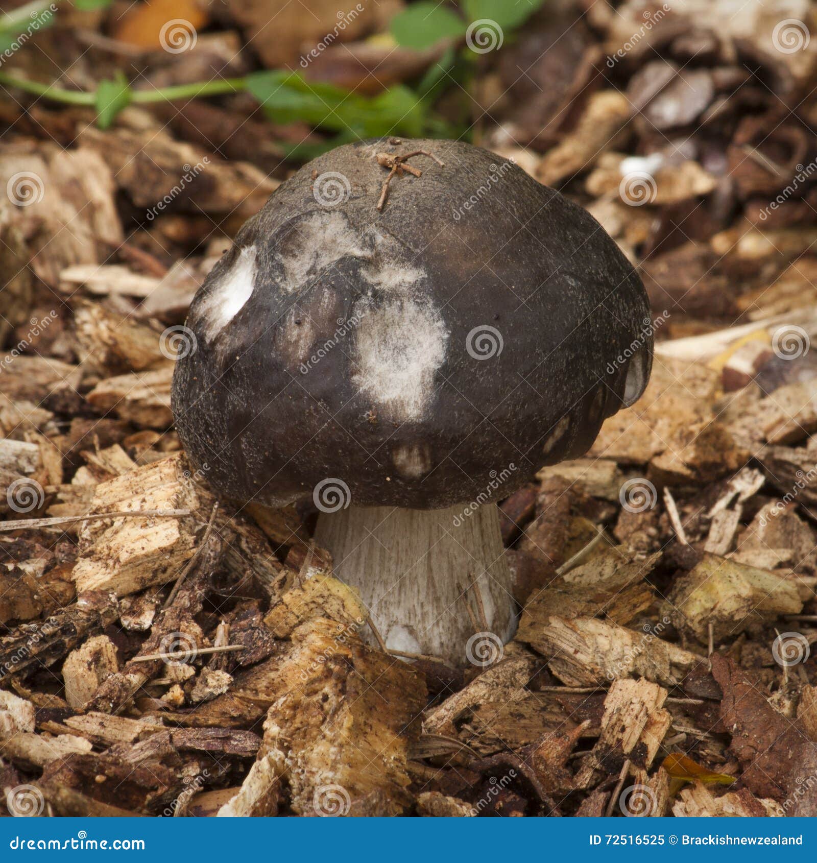 Black mushroom stock image. Image of autumn, woods, park - 72516525
