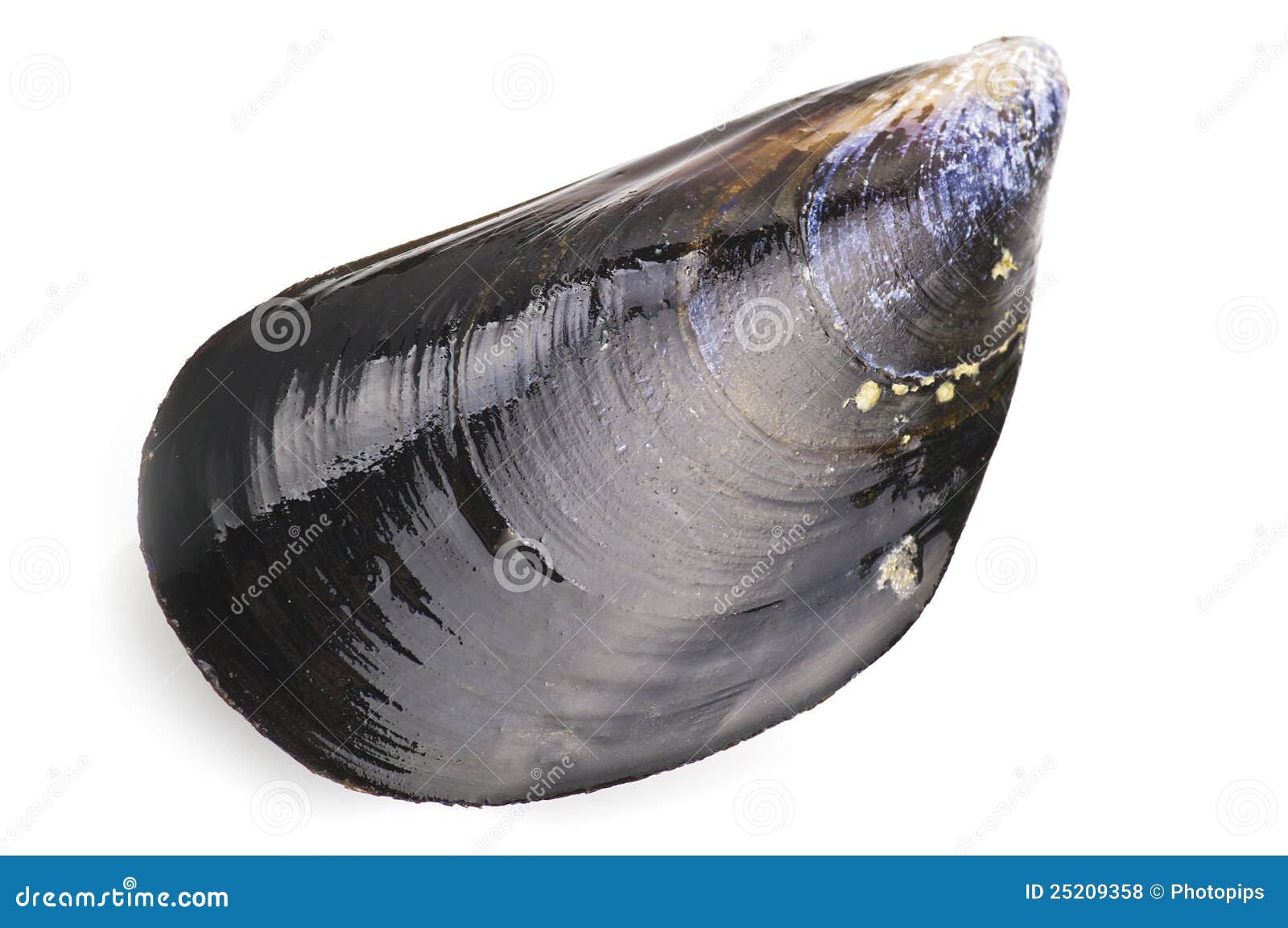 Black mussel stock photo. Image of shell, healthy, fish - 25209358