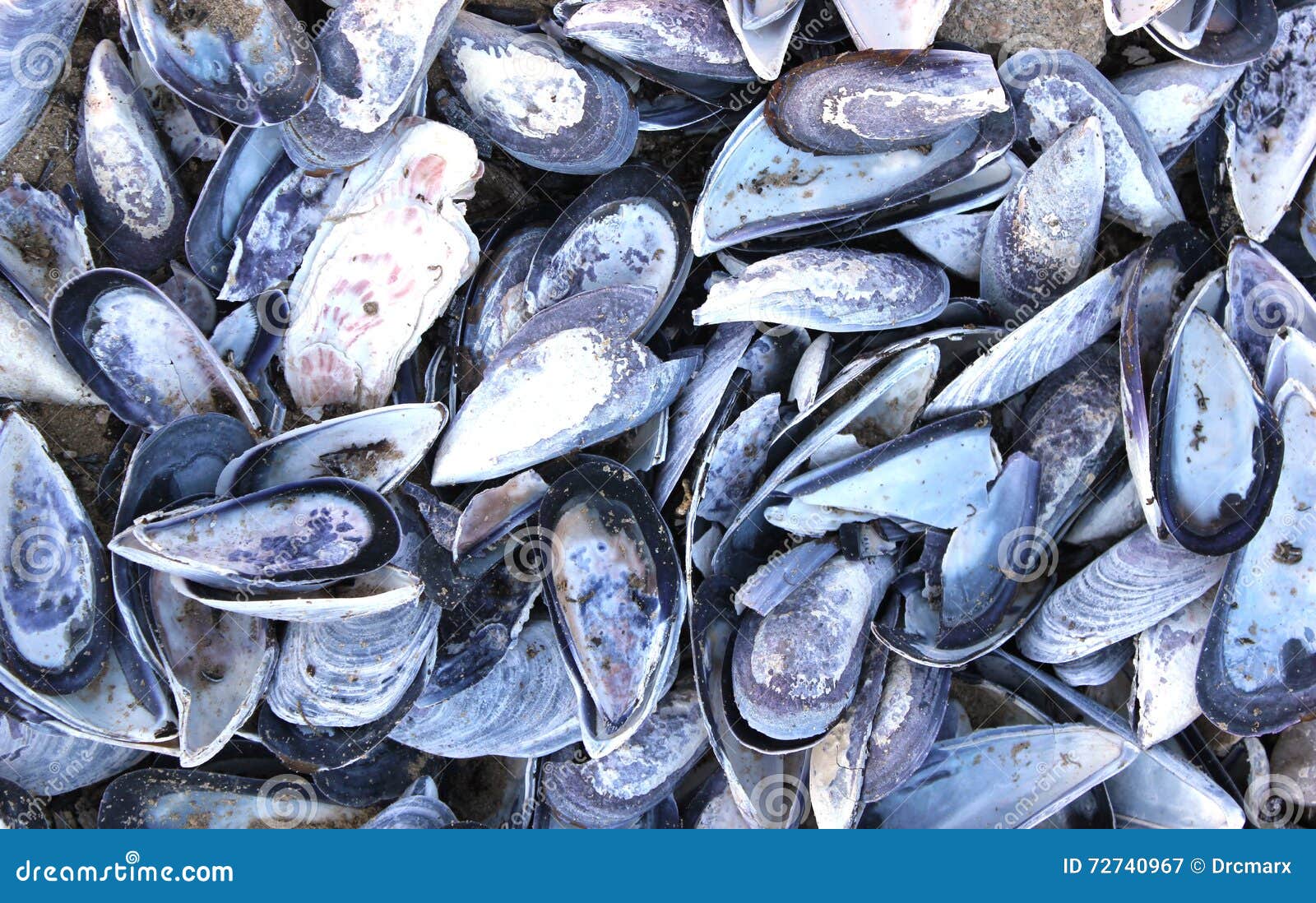 Black Mussel Shells Background Stock Image - Image of ecology, deposit ...