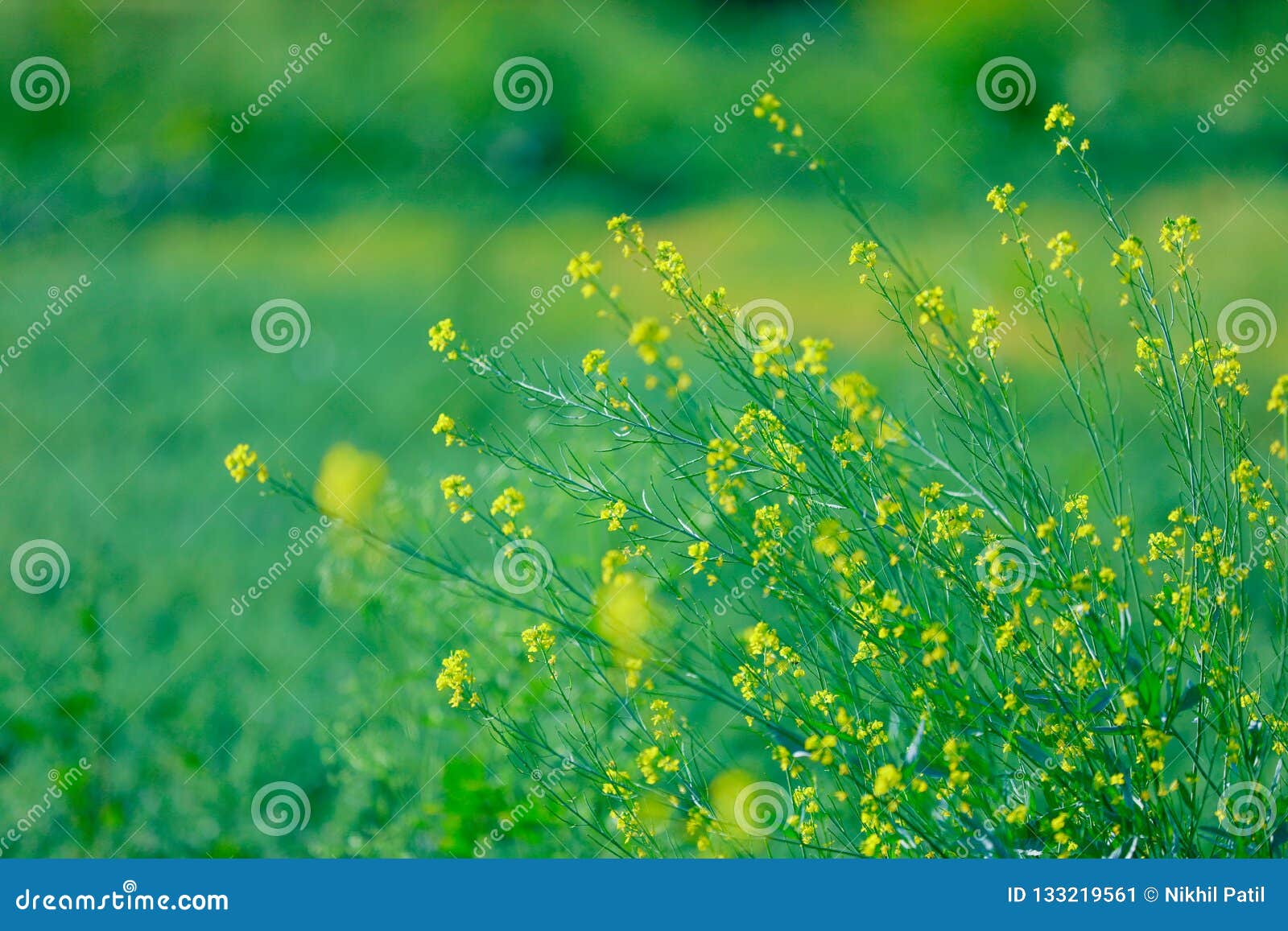 Black Mustard Seeds field stock image. Image of crop - 133219561