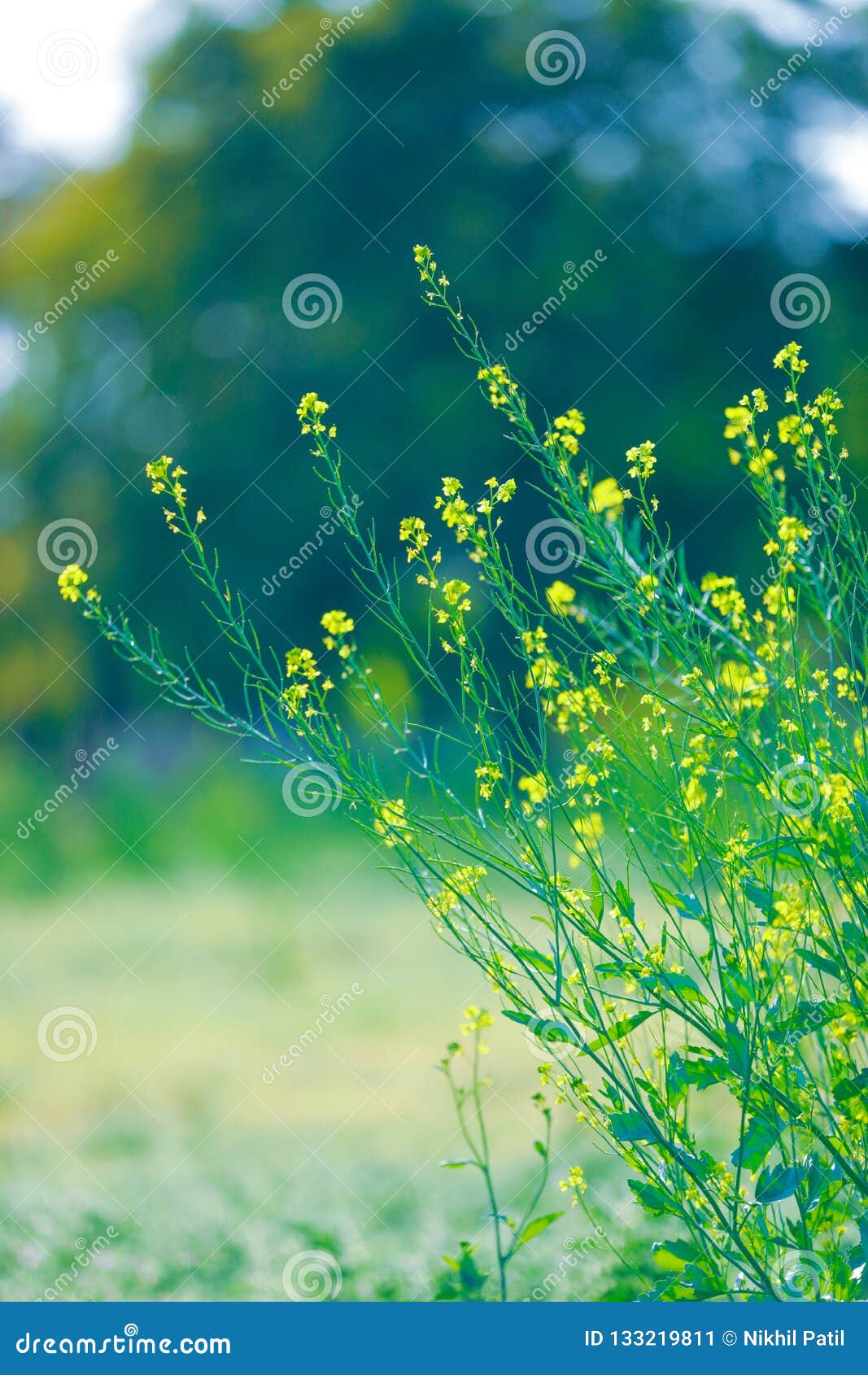 Black Mustard Seeds field stock image. Image of farming - 133219811