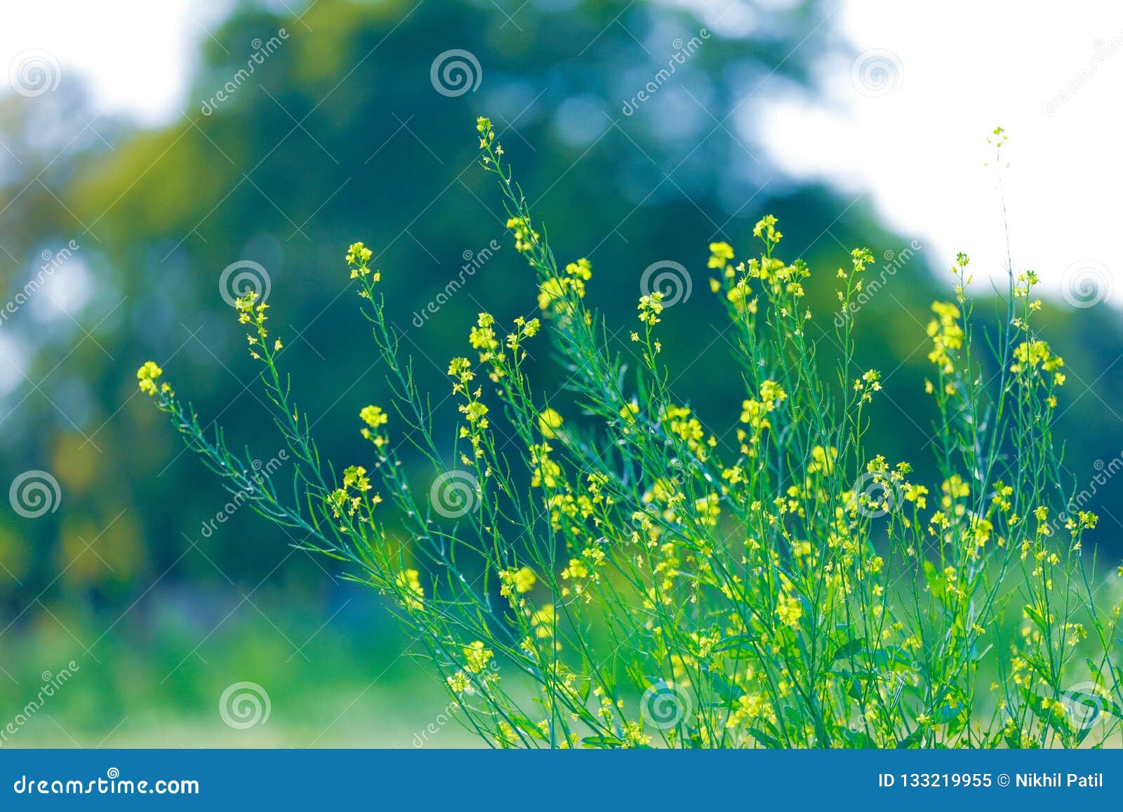 Black Mustard Seeds field stock image. Image of black - 133219955