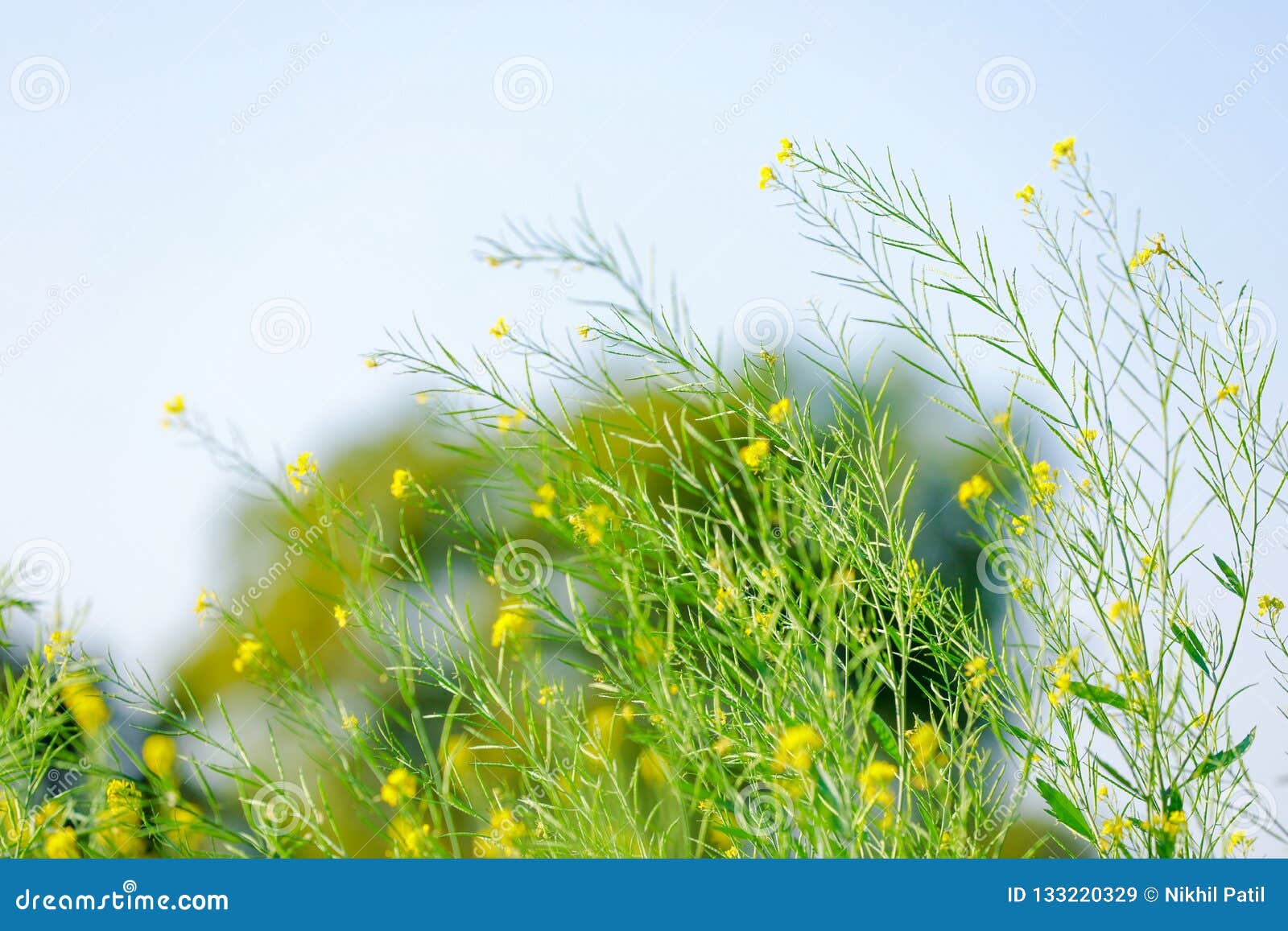 Black Mustard Seeds field stock image. Image of flora - 133220329