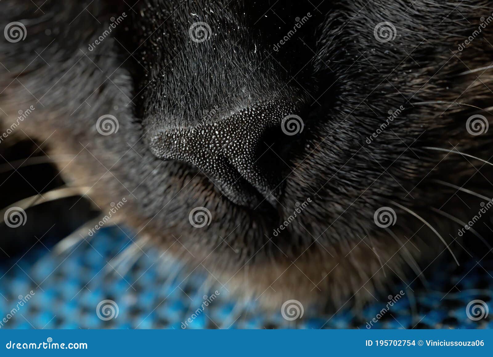 Muzzle of a cat stock photo. Image of abstract, furry - 195702754