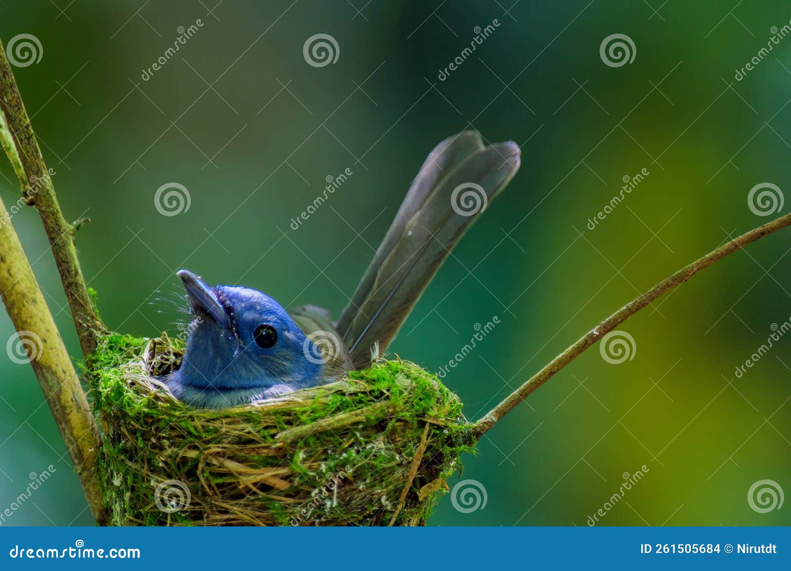 Black-naped Monarch stock photo. Image of forest, baby - 261505684