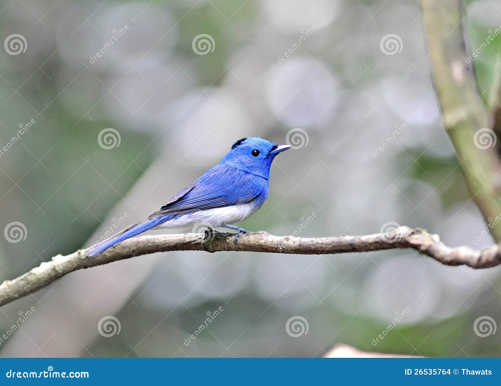 Black-naped Monarch bird stock photo. Image of green - 26535764
