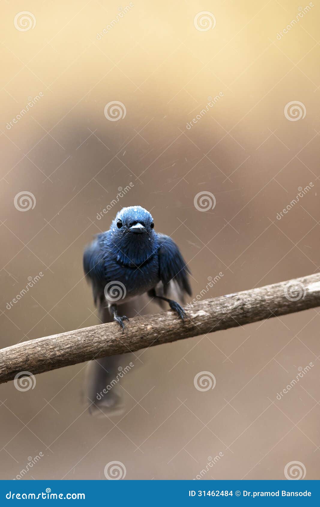 Black naped monarch stock photo. Image of monarch, naped - 31462484