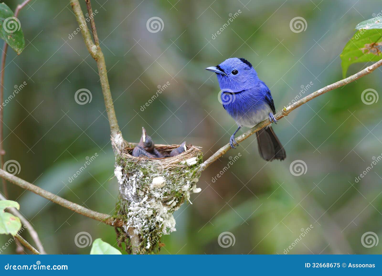 Black-naped Monarch Hypothymis Azurea Stock Image - Image of chiks ...