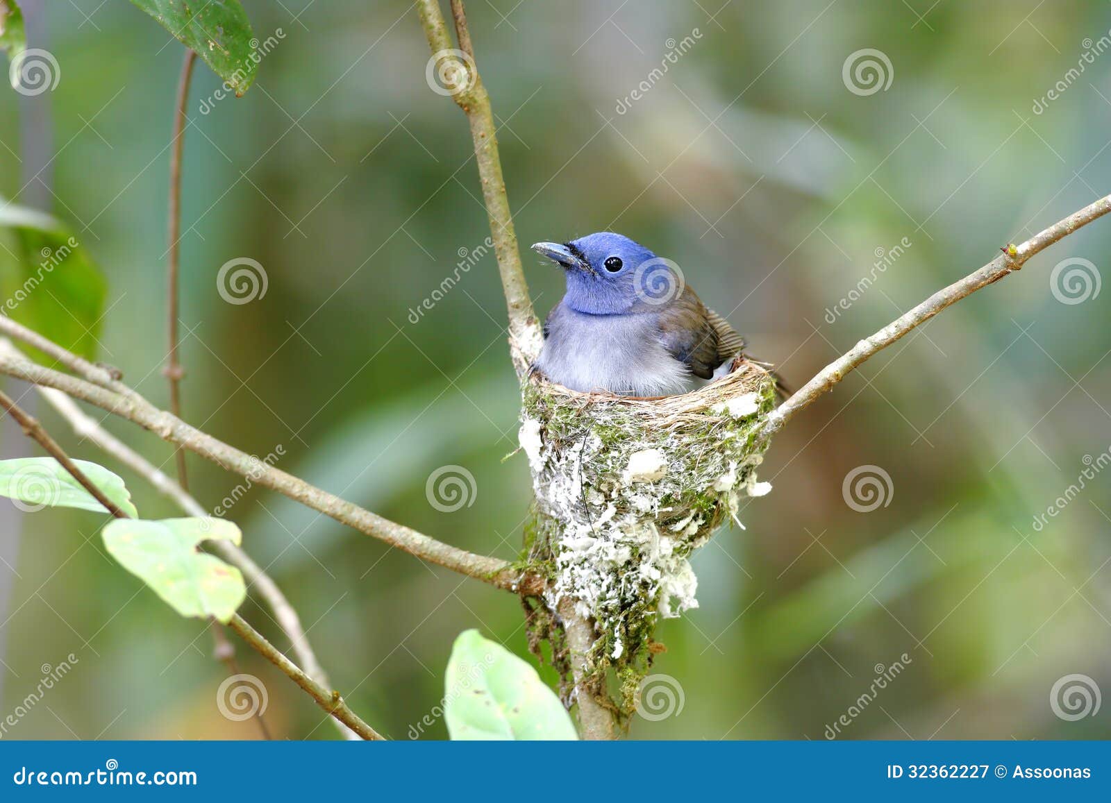 Black-naped Monarch Hypothymis Azurea Stock Image - Image of nest ...