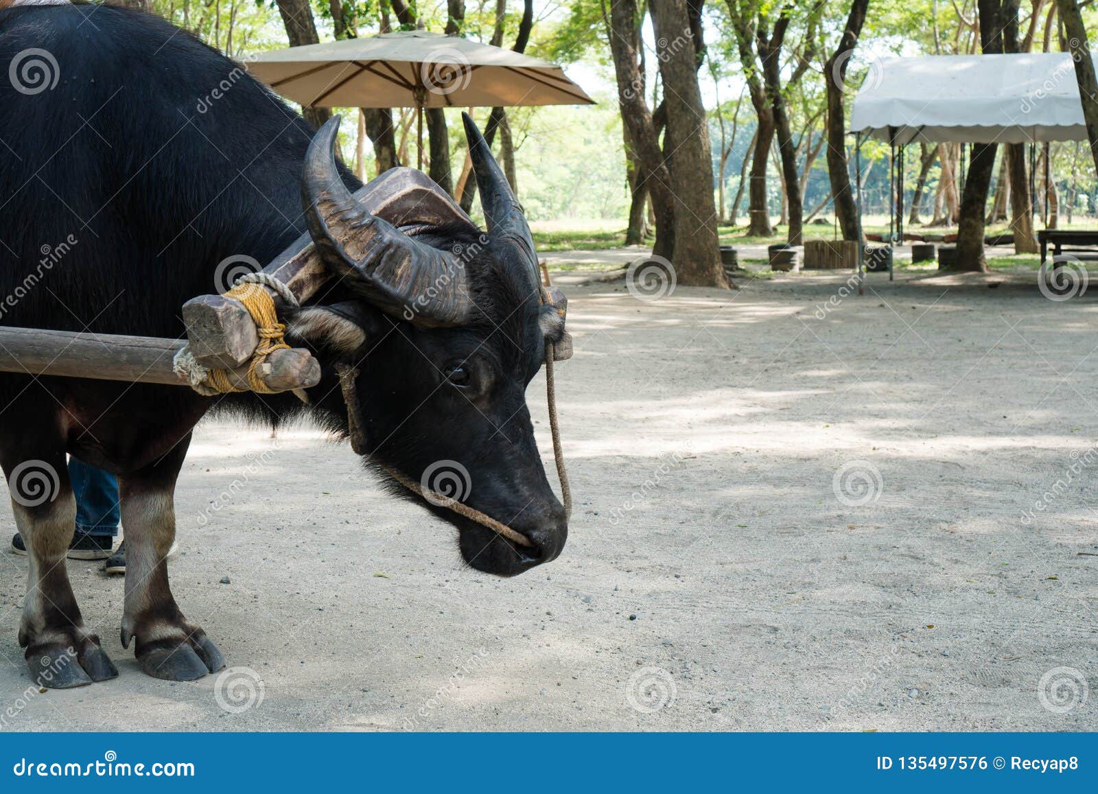 Black native carabao stock photo. Image of philippine - 135497576