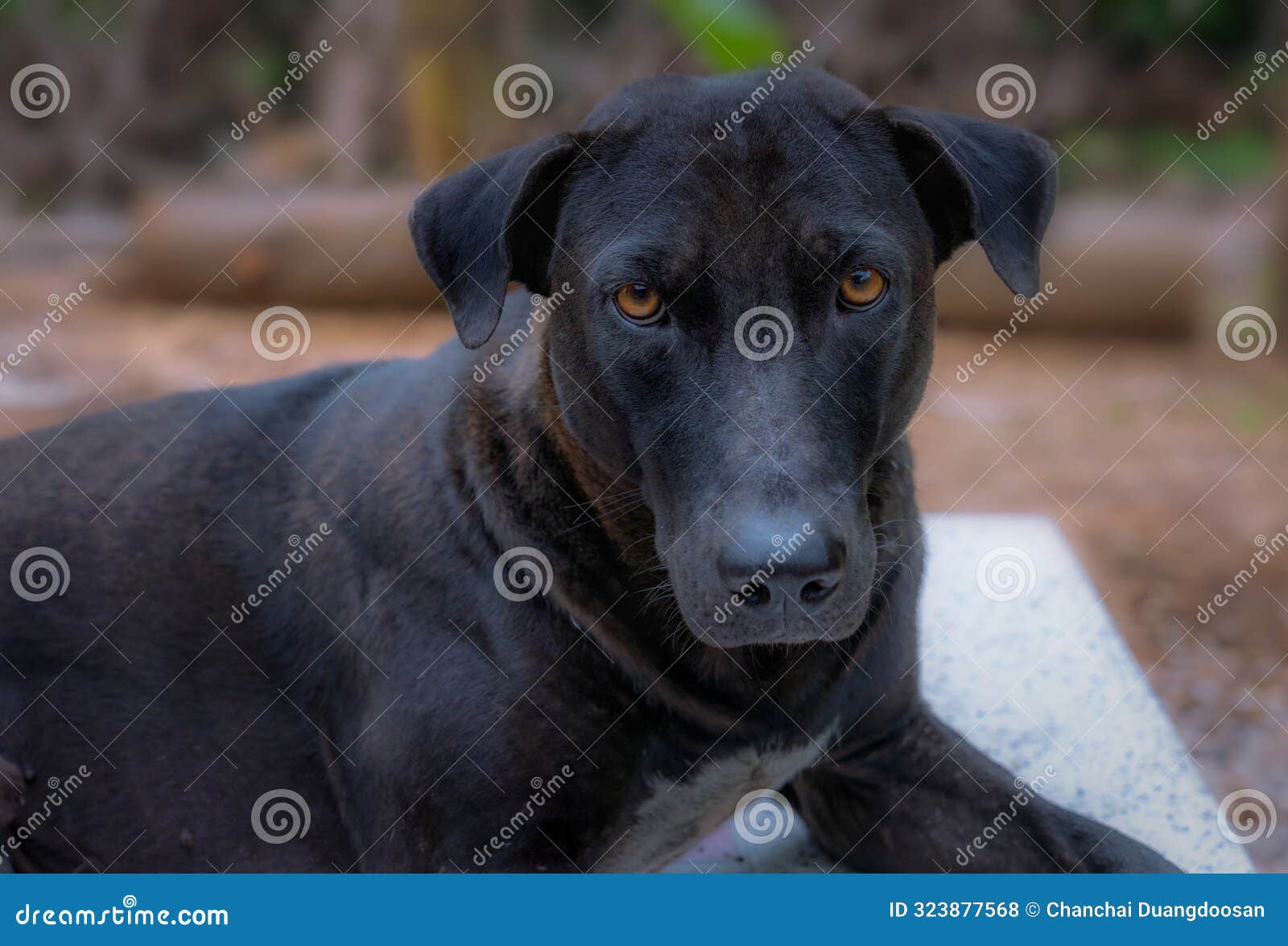 A Black Native Dog with Folded Ears Stared Stock Photo - Image of pets ...