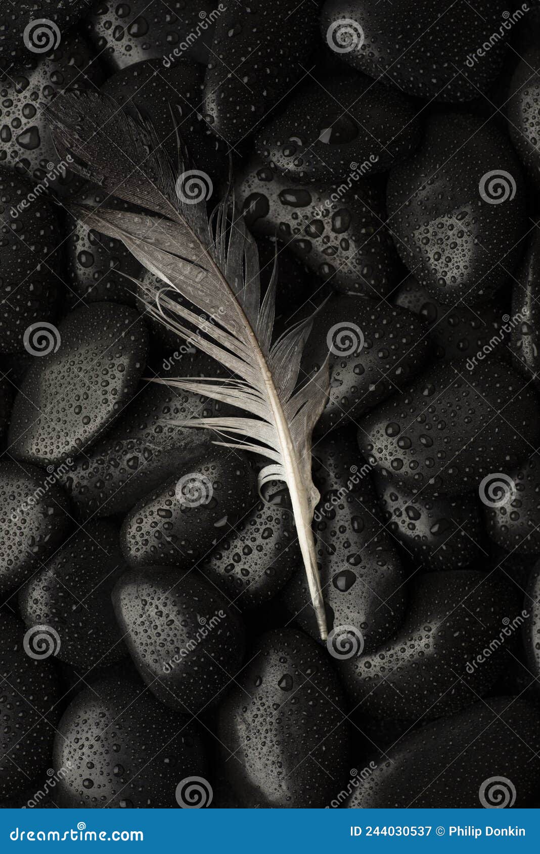 Black Natural Stones Covered in Rain Drops Showing Textures and ...