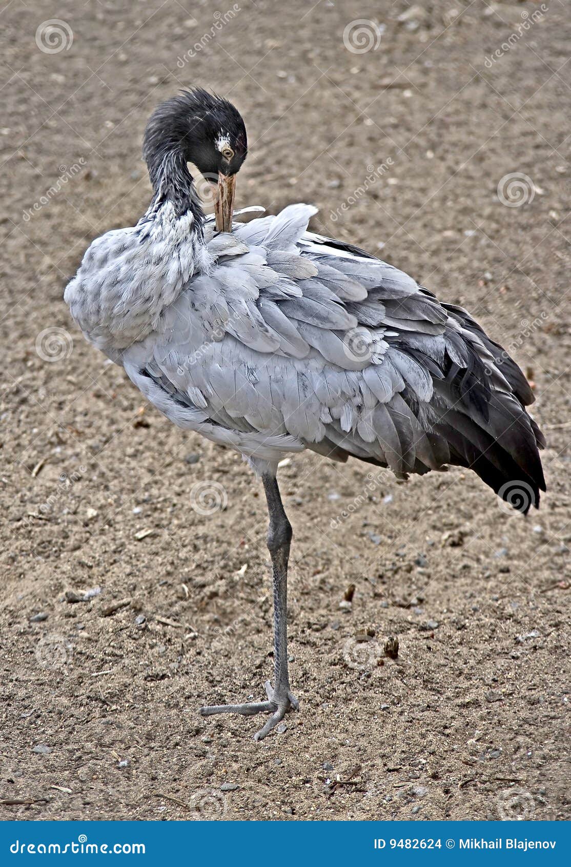 Black-necked crane 1 stock photo. Image of head, black - 9482624