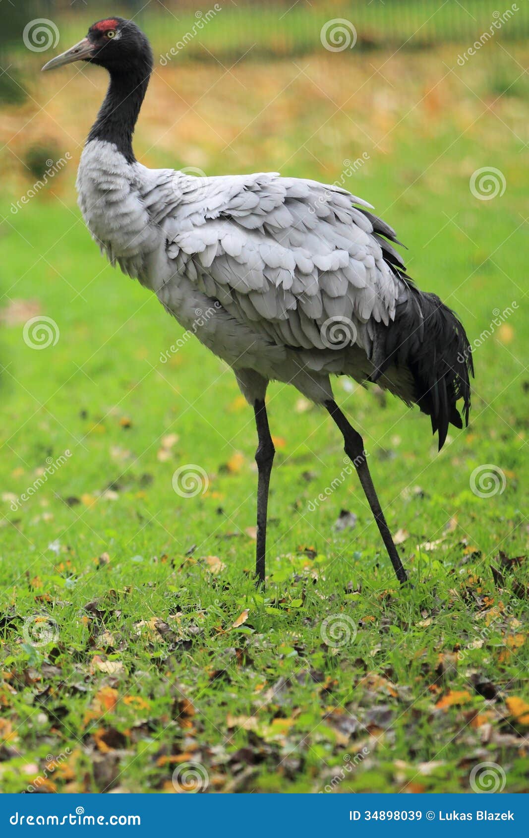Black-necked crane stock image. Image of standing, animal - 34898039