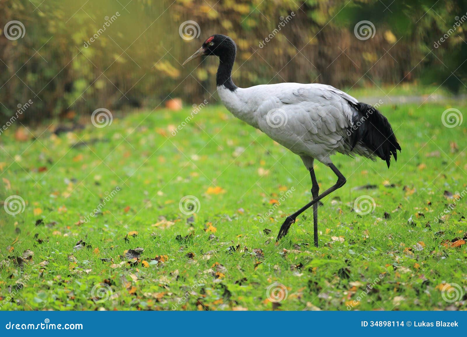 Black-necked crane stock photo. Image of crane, grus - 34898114