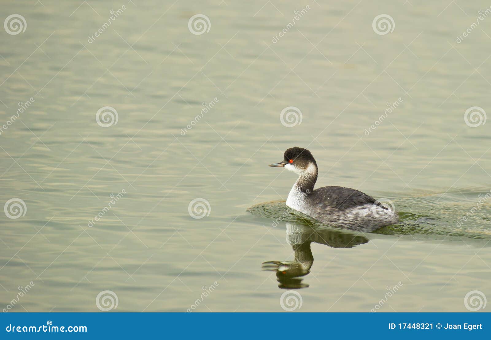 The Black-necked Grebe stock image. Image of white, diving - 17448321